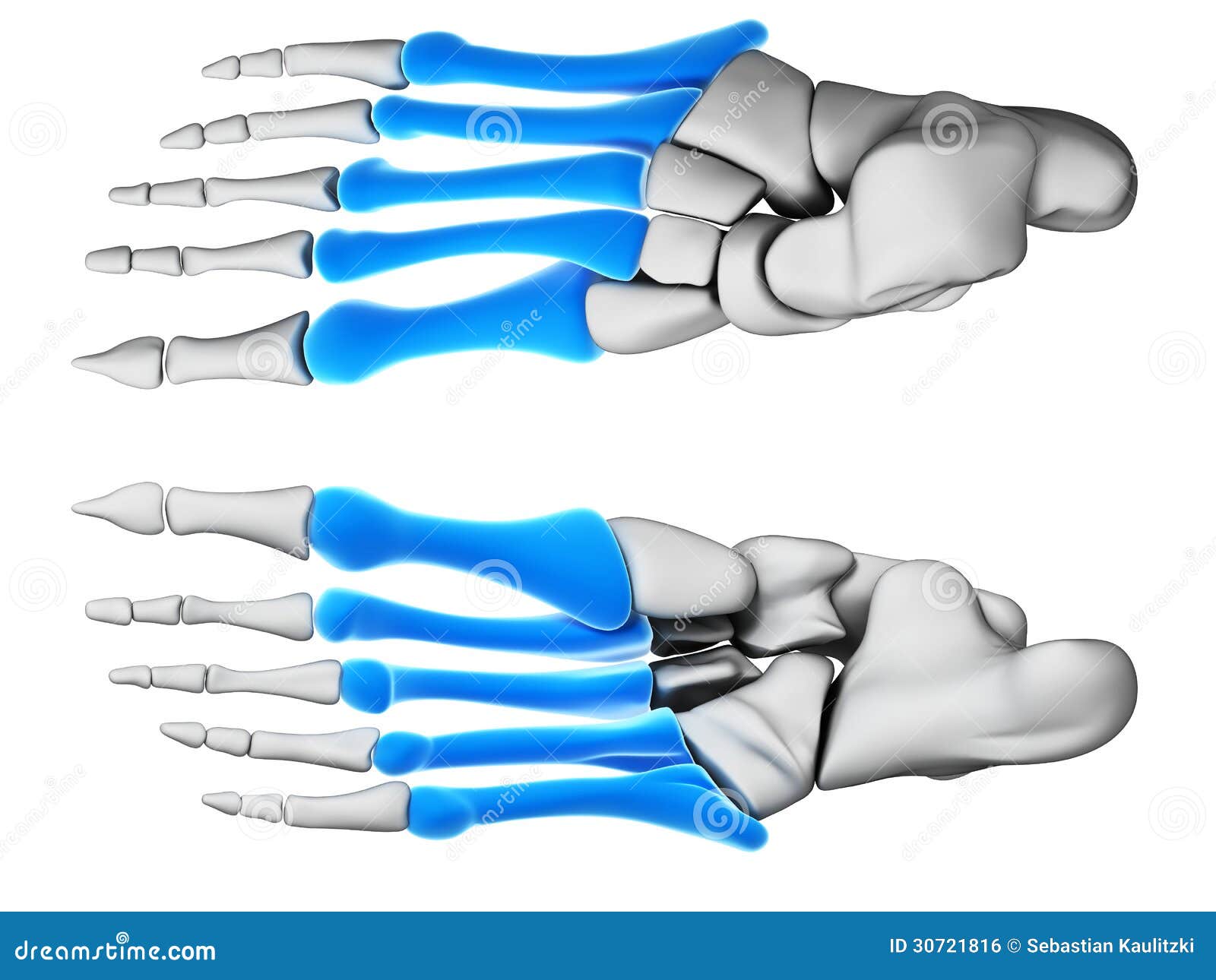 Highlighted Metatarsal Bones Royalty Free Stock Image - Image: 30721816