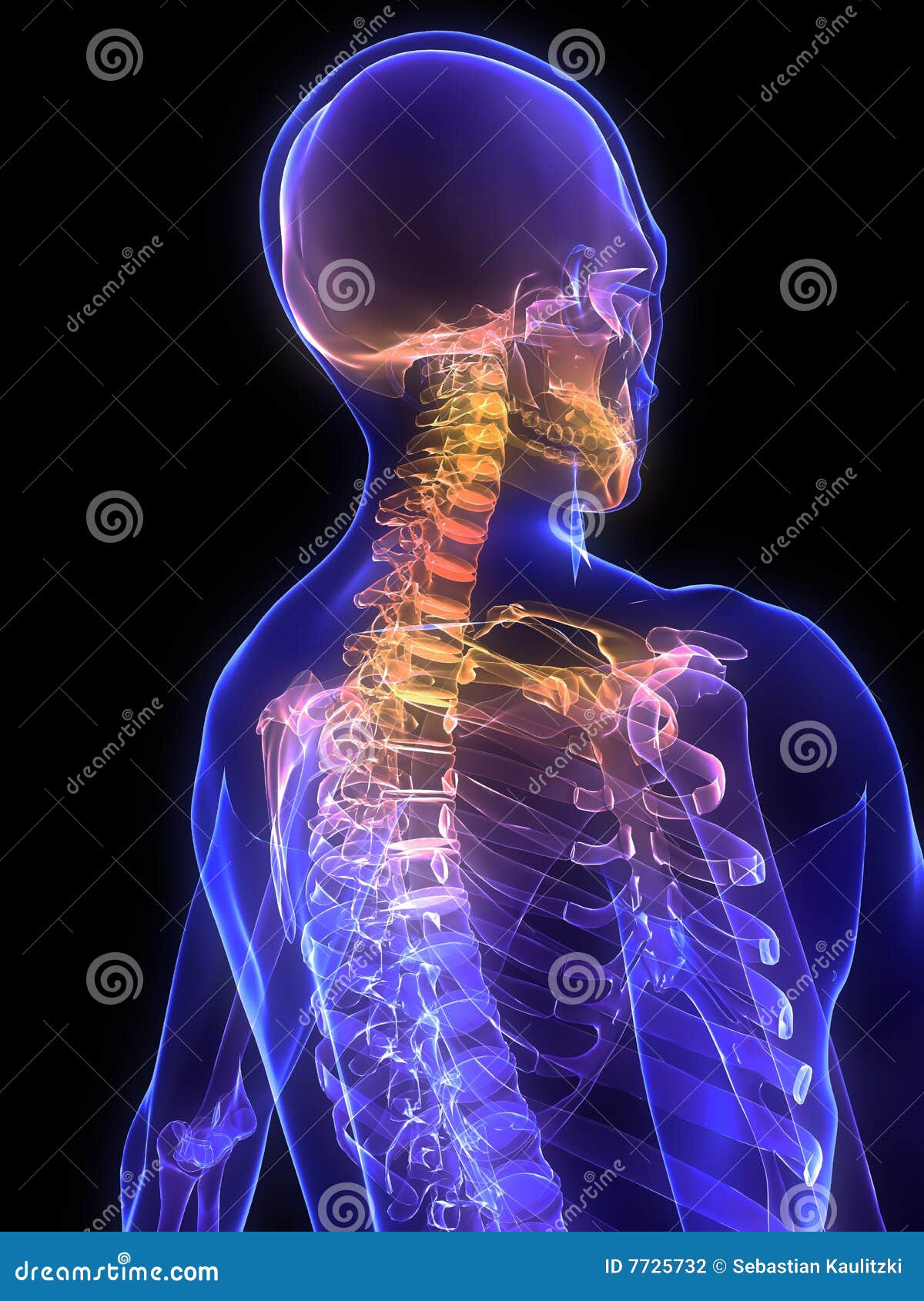 Highlighted neck stock illustration. Illustration of human - 7725732