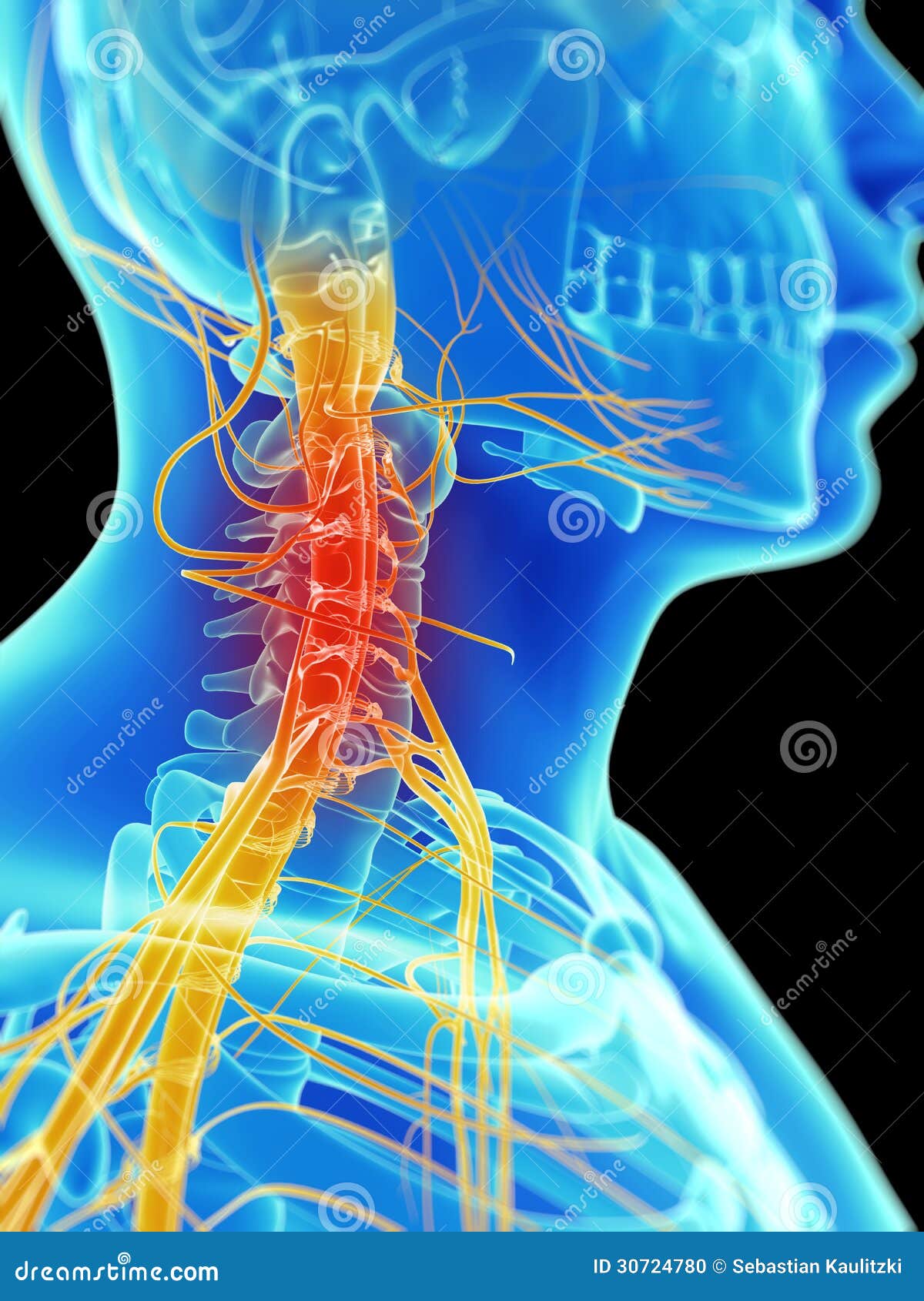 Highlighted neck nerves stock illustration. Illustration of medical ...