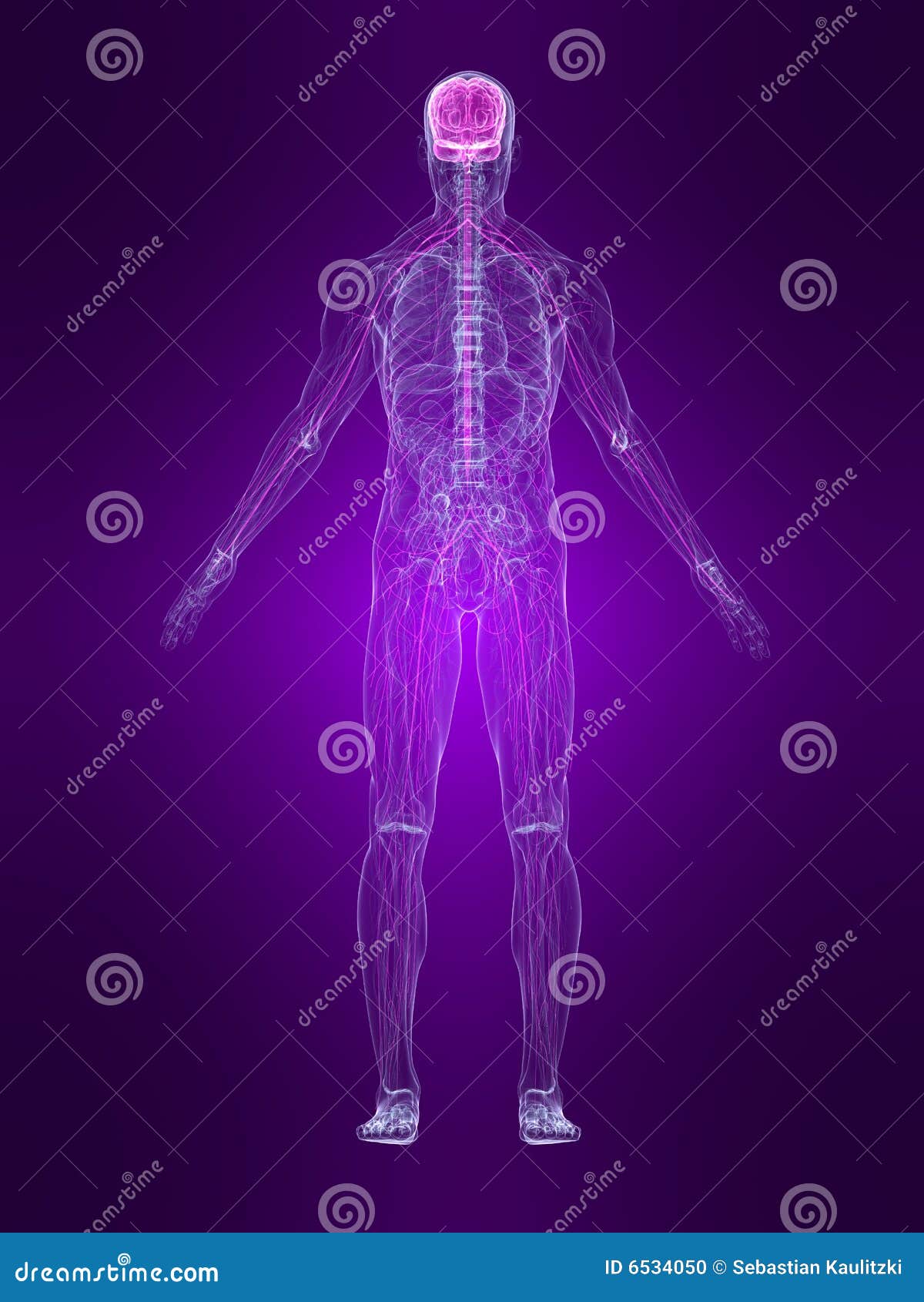 Purple Nerves Royalty-Free Stock Image | CartoonDealer.com #1706956