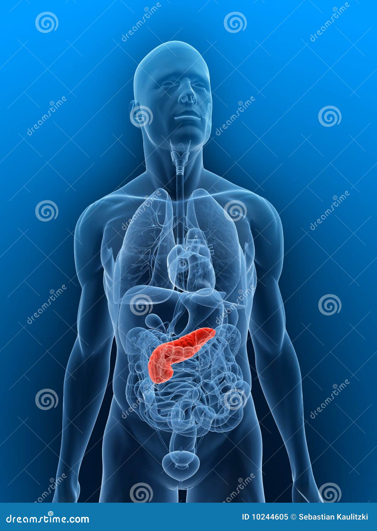 Highlighted pancreas stock illustration. Illustration of anatomical ...