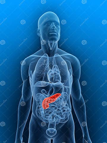 Highlighted pancreas stock illustration. Illustration of anatomical ...
