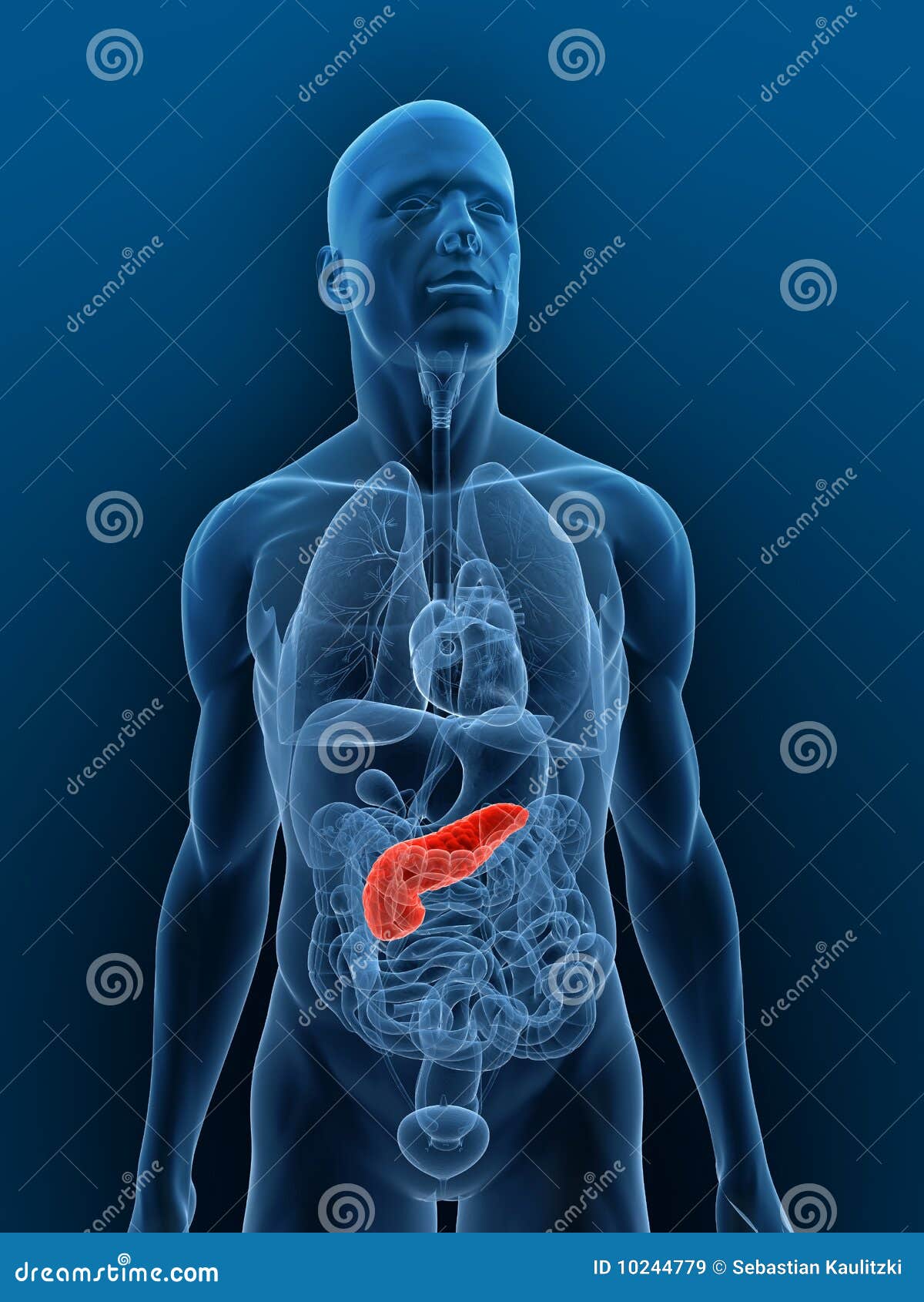 Highlighted pancreas stock illustration. Illustration of biology - 10244779