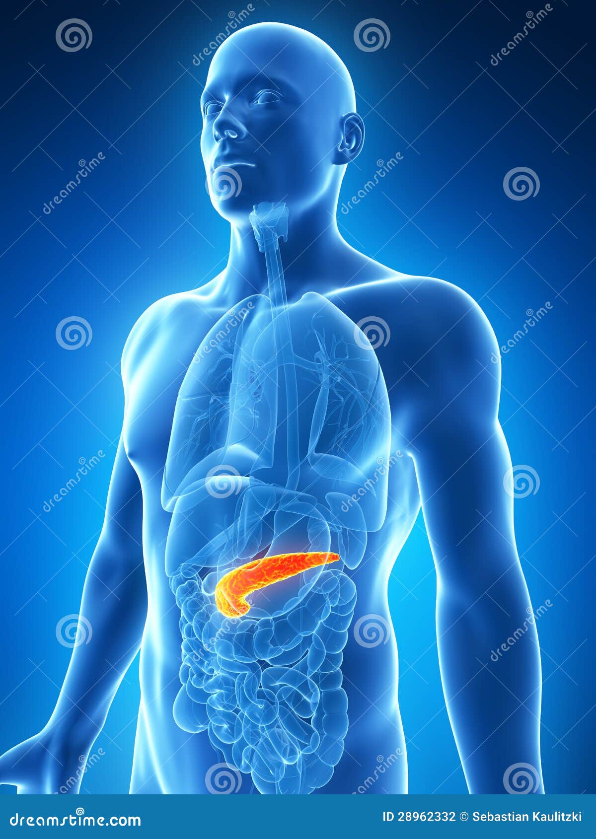 Highlighted pancreas stock illustration. Illustration of pancreas ...