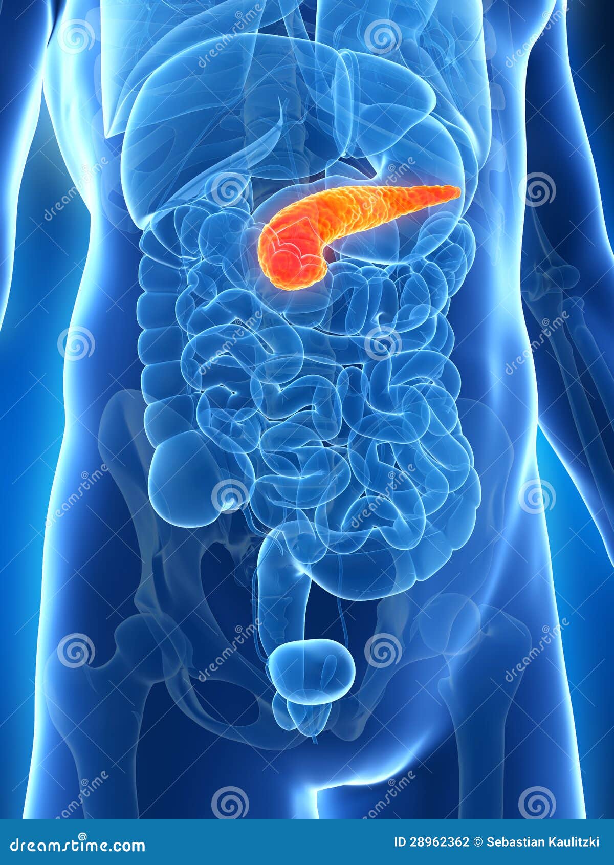 Highlighted pancreas stock illustration. Illustration of abdomen - 28962362