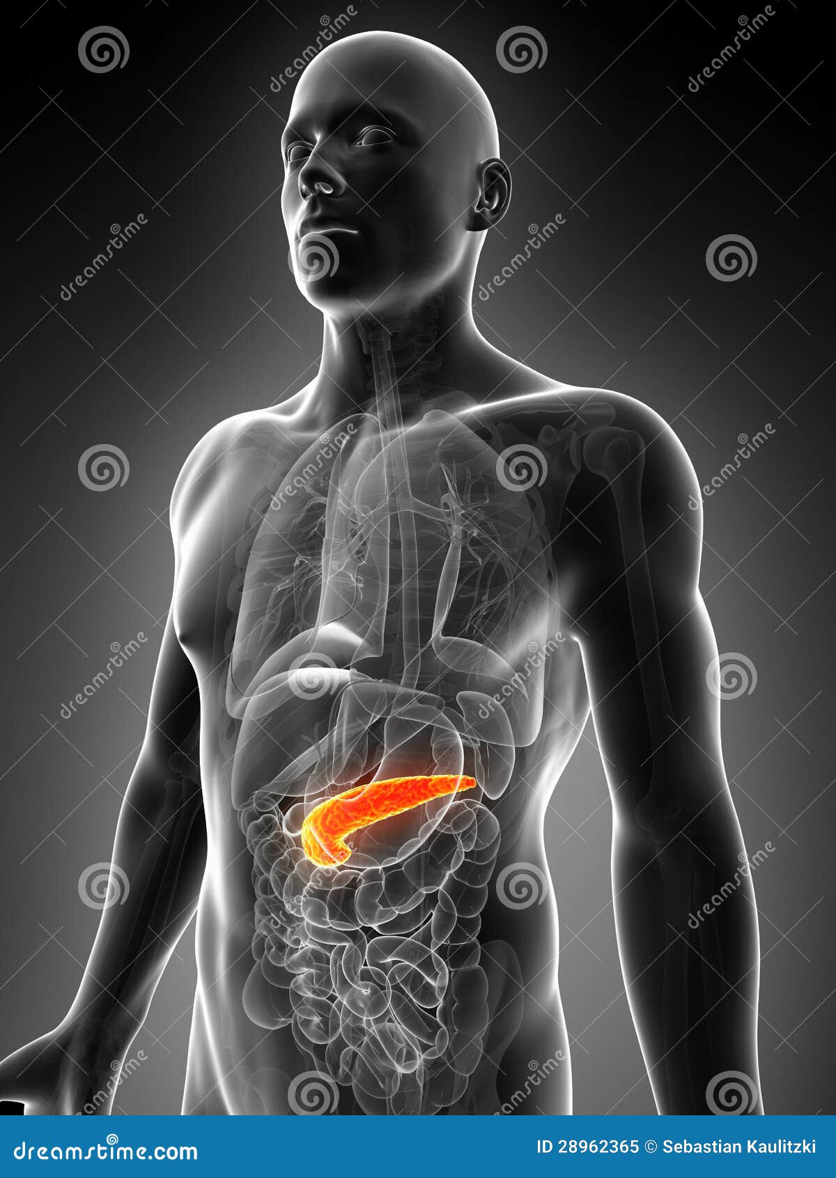 Highlighted pancreas stock illustration. Illustration of abdomen - 28962365