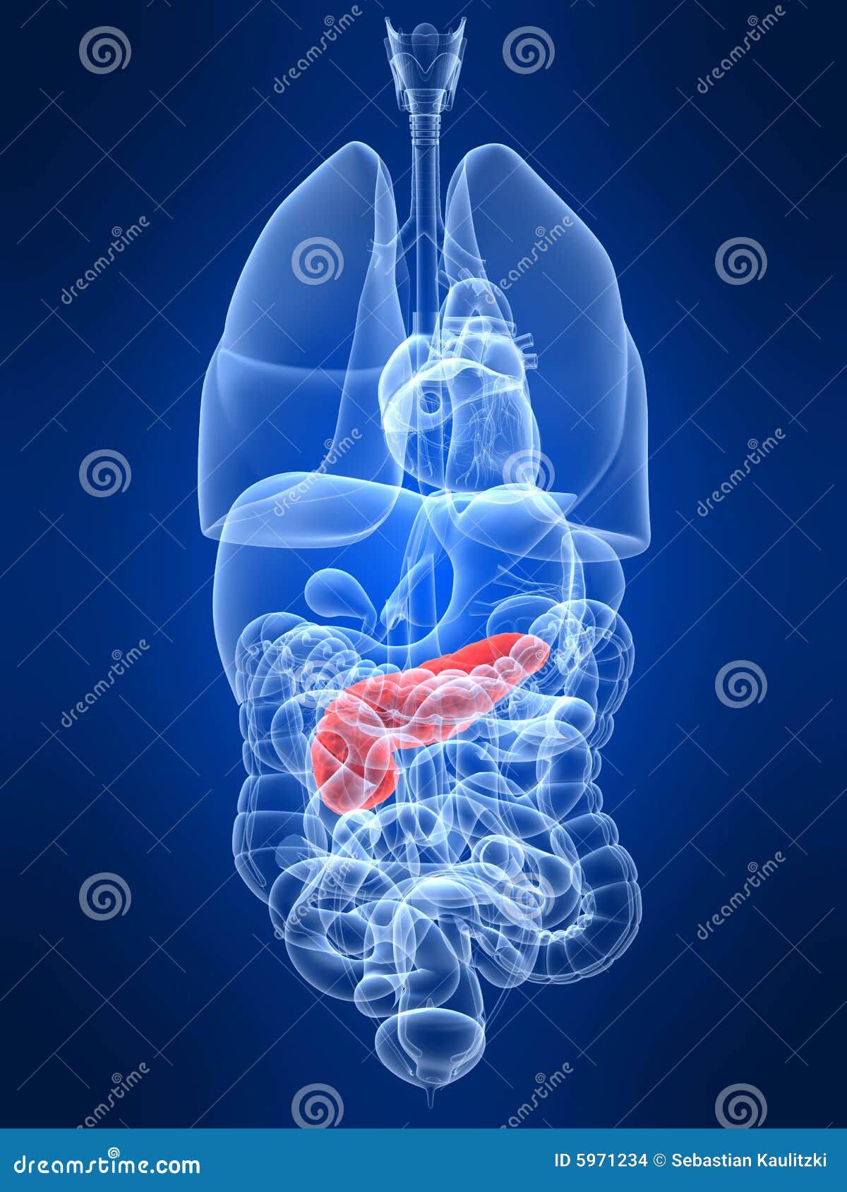 Highlighted pancreas stock illustration. Illustration of ureter - 5971234