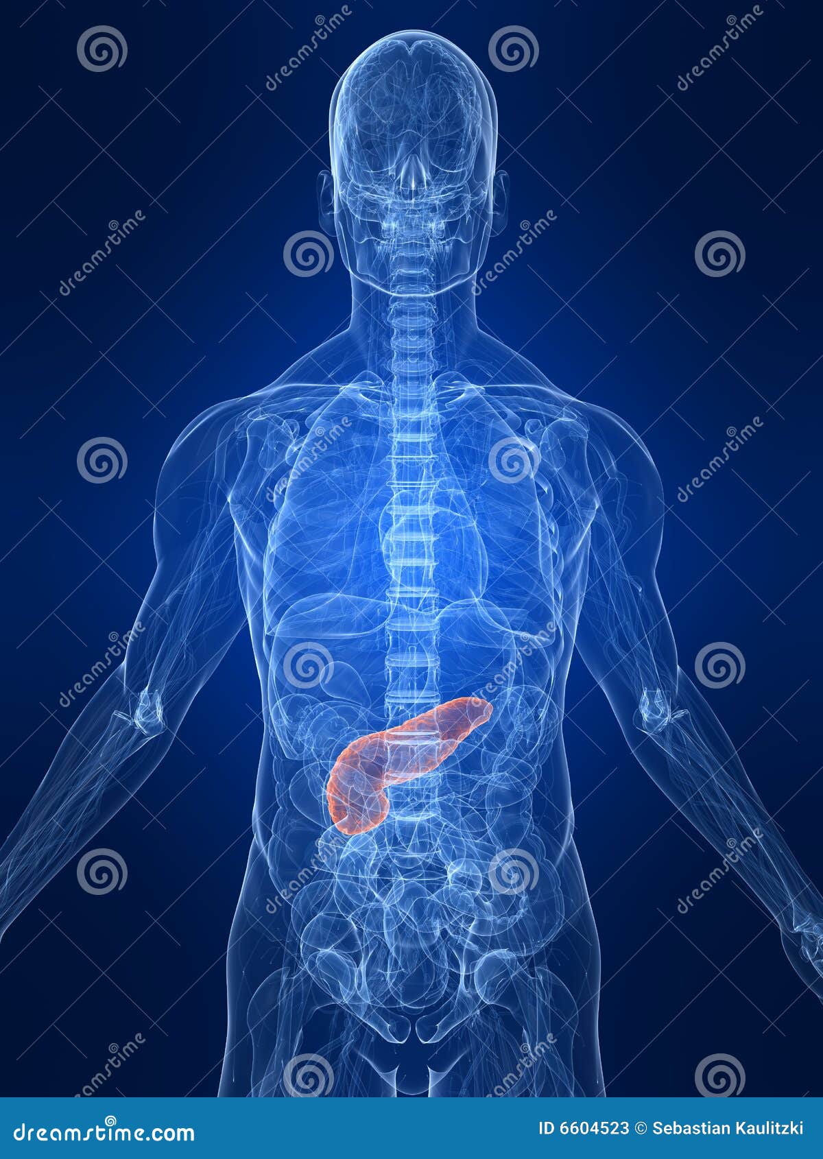 Highlighted pancreas stock illustration. Illustration of male - 6604523