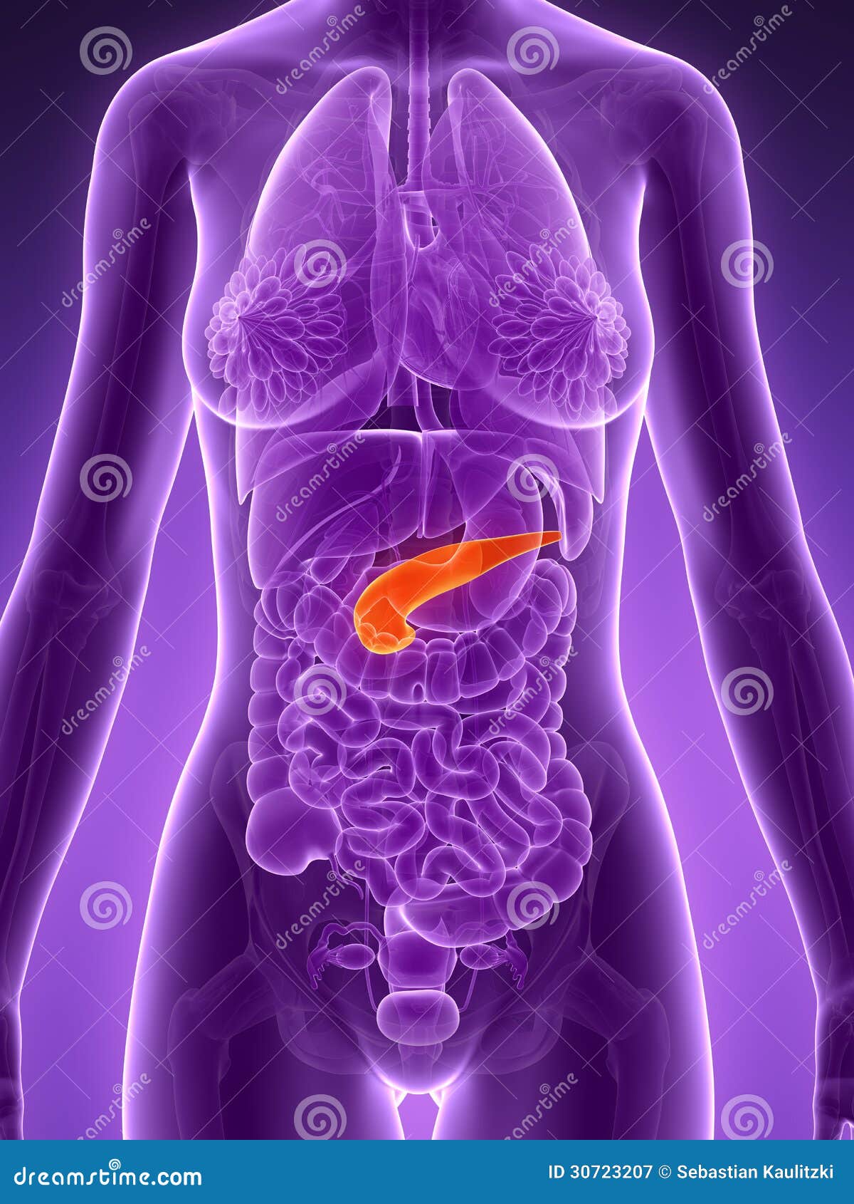 Highlighted pancreas stock illustration. Illustration of purple - 30723207