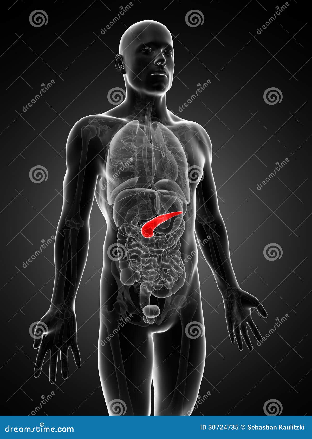 Highlighted pancreas stock illustration. Illustration of organs - 30724735