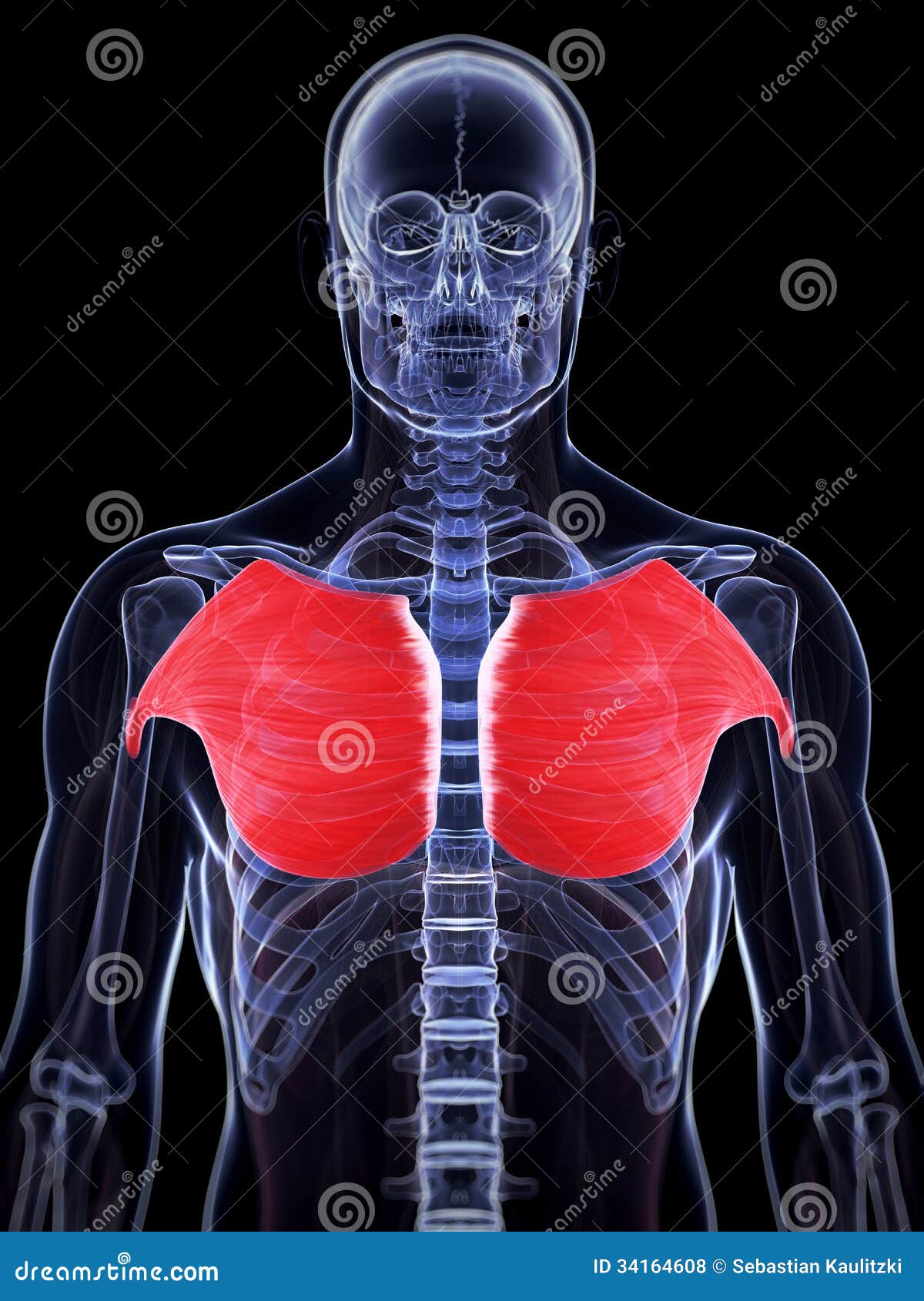 Highlighted Pectoralis Major Stock Illustration - Illustration of fibre ...