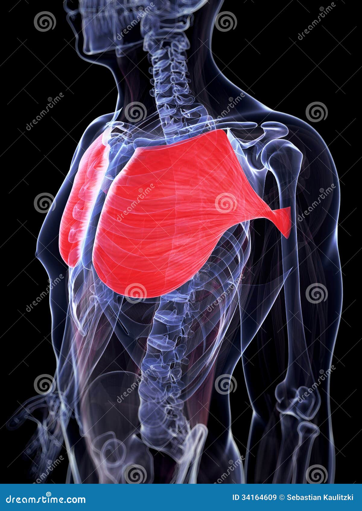 Pectoralis Major Muscle Diagram Cartoon Vector | CartoonDealer.com ...