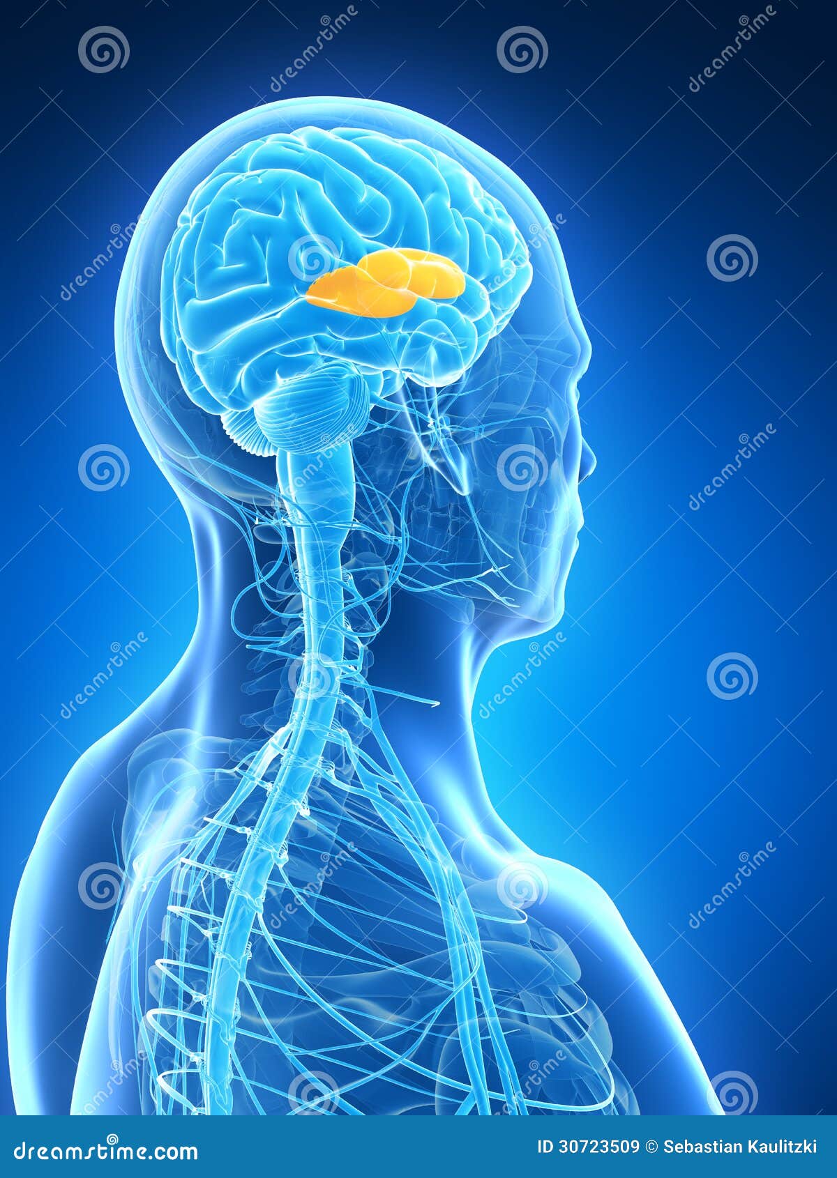 Highlighted putamen stock illustration. Illustration of frontal - 30723509