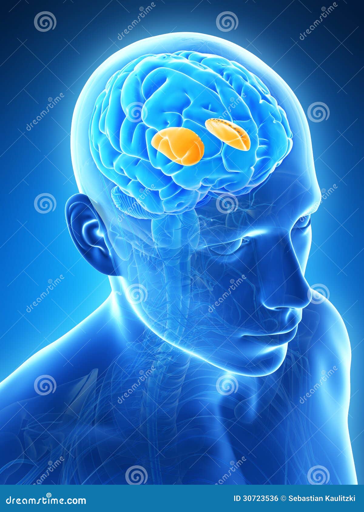 Highlighted putamen stock illustration. Illustration of muscular - 30723536