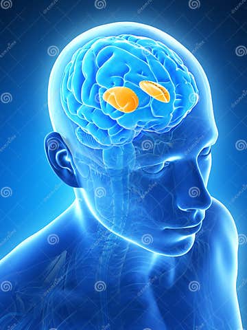 Highlighted putamen stock illustration. Illustration of muscular - 30723536