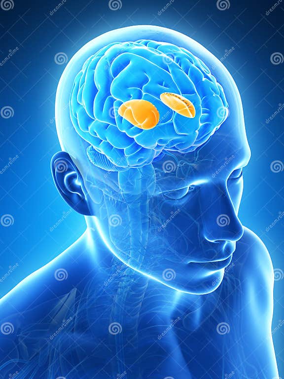 Highlighted putamen stock illustration. Illustration of muscular - 30723536