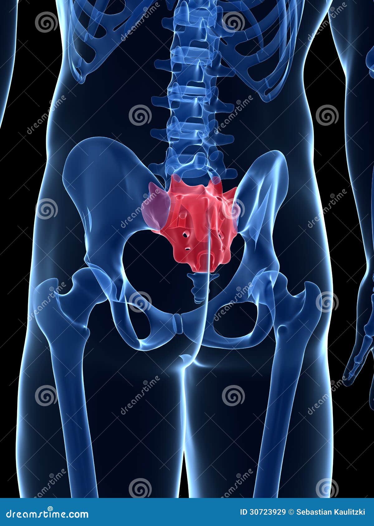 Highlighted sacrum stock illustration. Illustration of rendering - 30723929