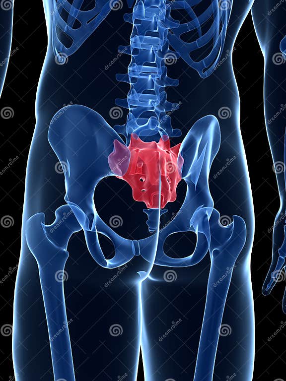 Highlighted sacrum stock illustration. Illustration of rendering - 30723929