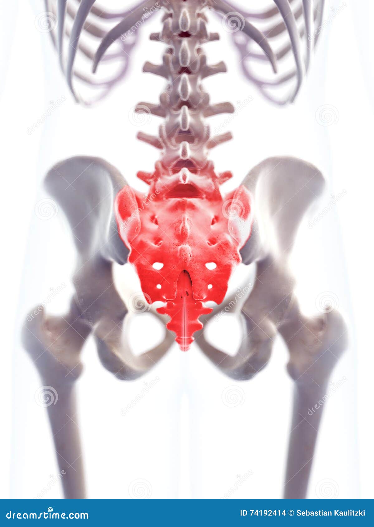 Highlighted Femur Stock Illustration | CartoonDealer.com #30723955