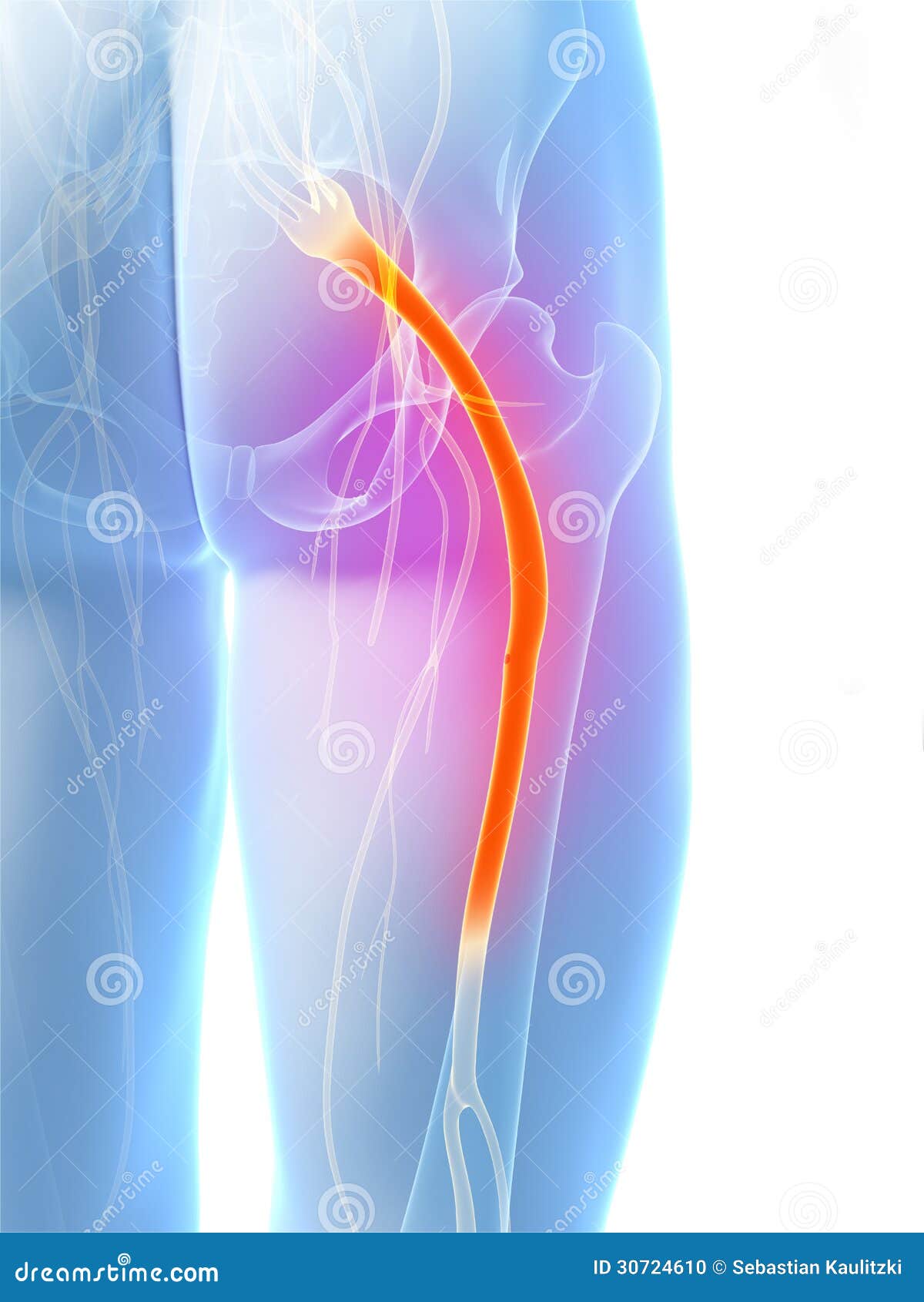 Highlighted sciatic nerve stock illustration. Illustration of artwork ...