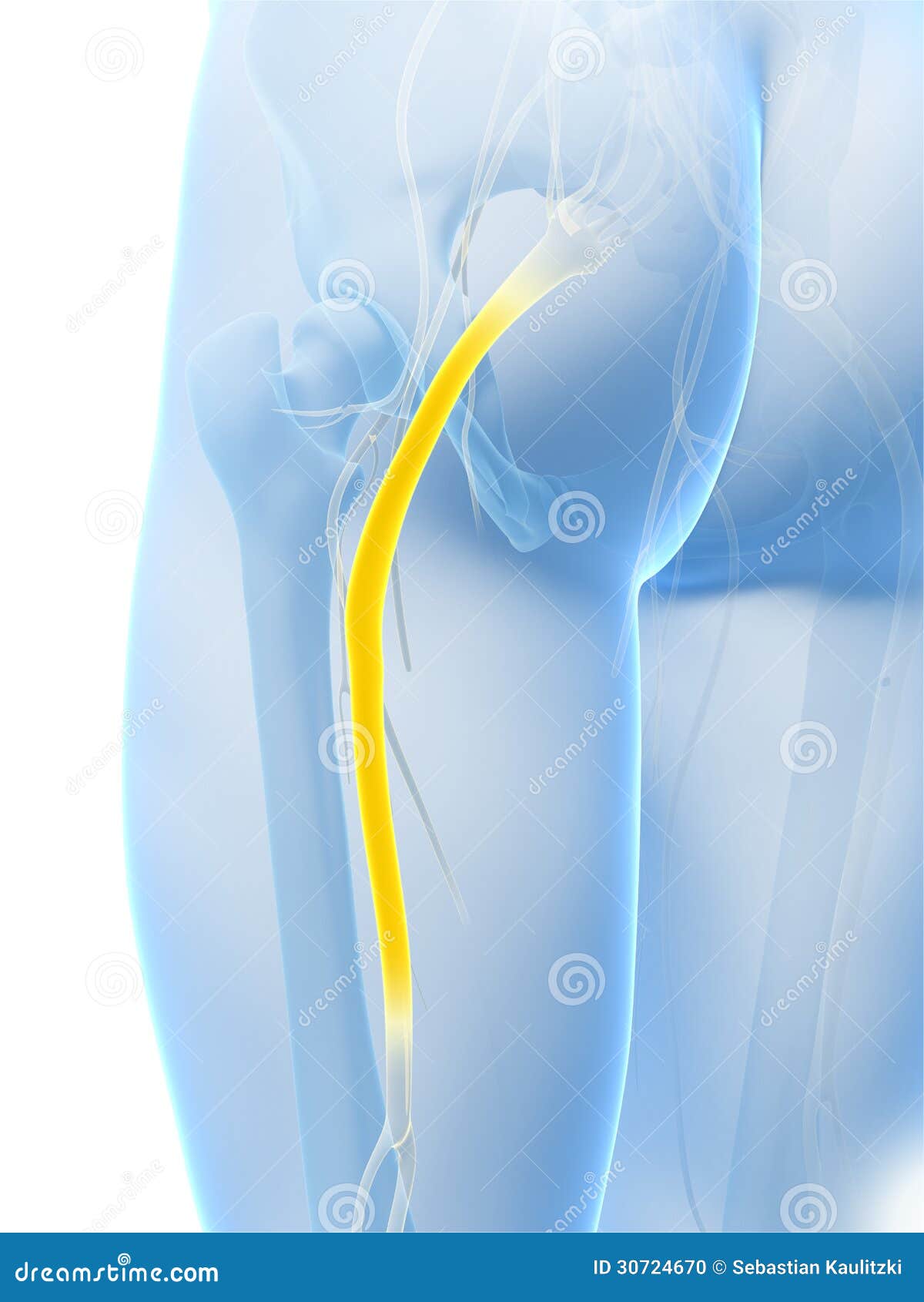 Sciatic Nerve Anatomy Vector Format Illustration | CartoonDealer.com ...
