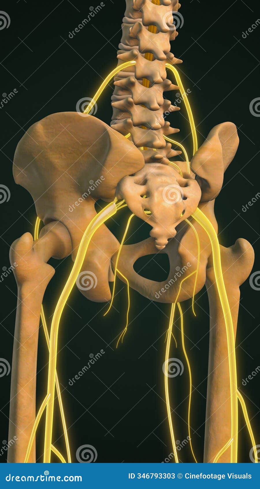 Highlighted Sciatica Nerve with Bones Stock Illustration - Illustration ...