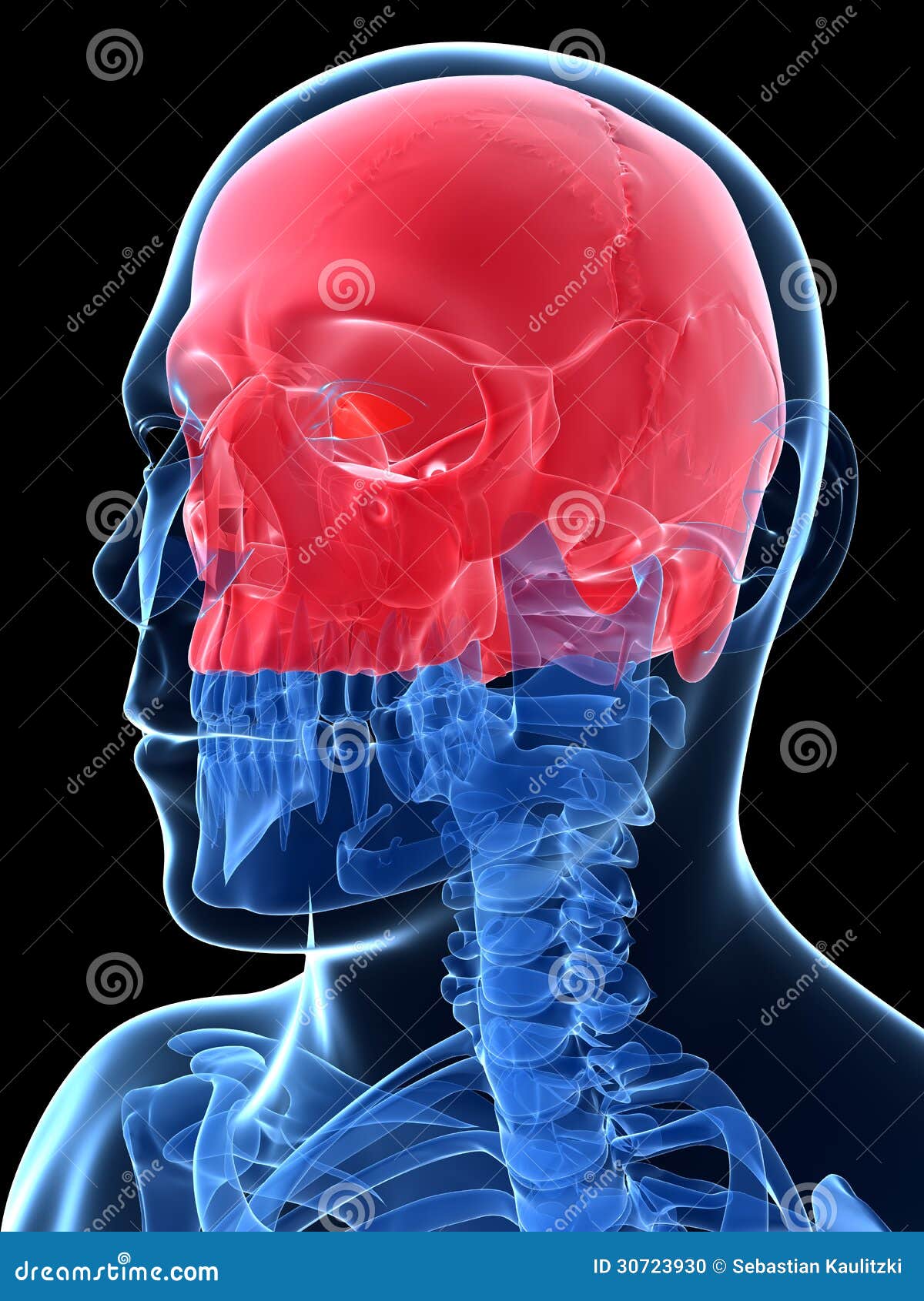 Highlighted scull stock illustration. Illustration of skeleton - 30723930
