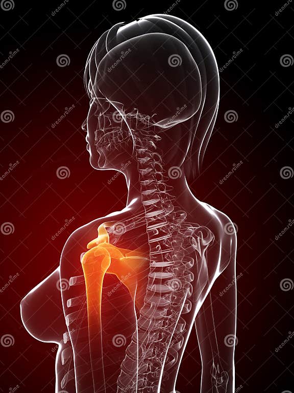 Highlighted shoulder joint stock illustration. Illustration of person ...