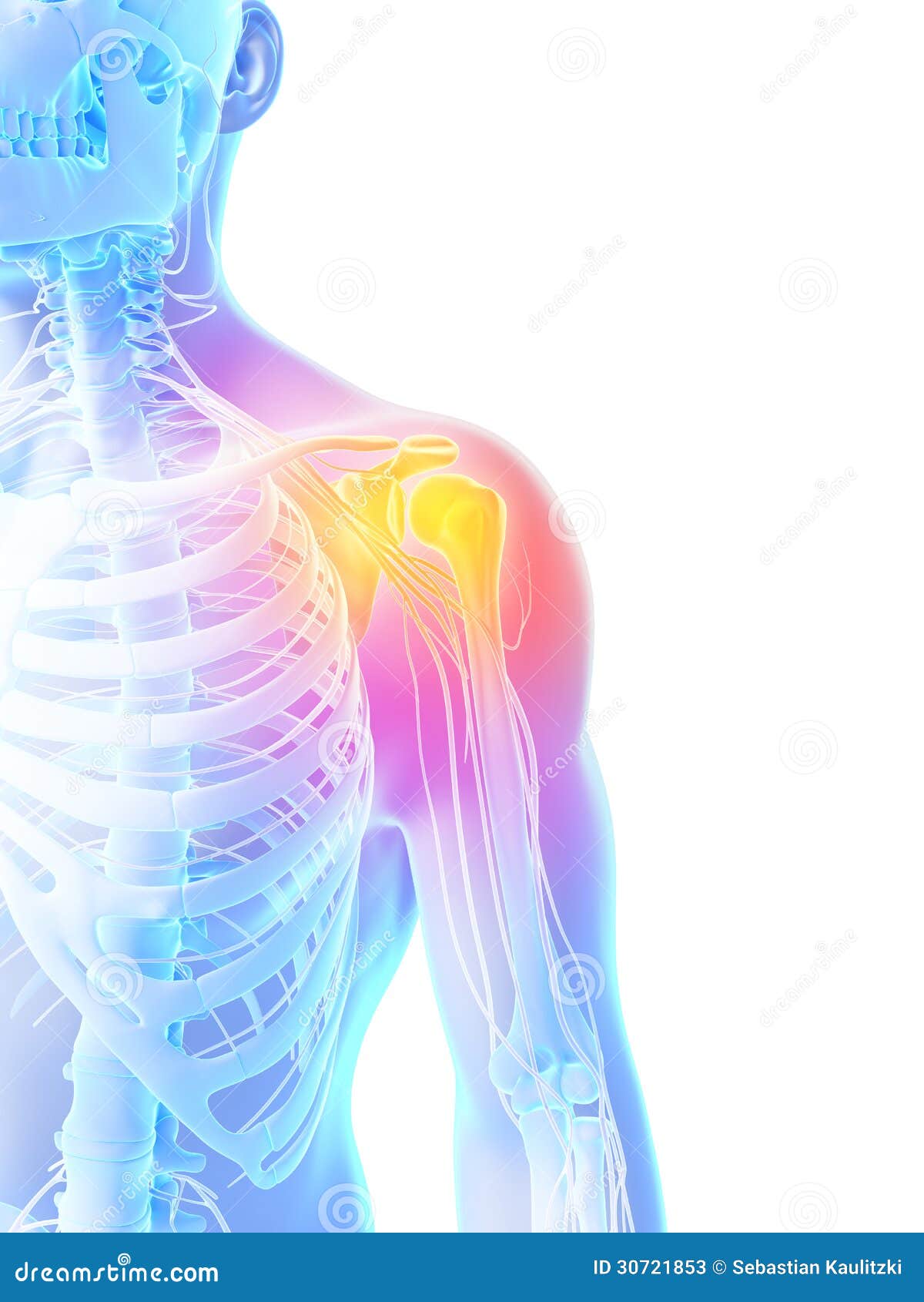 Highlighted shoulder joint stock illustration. Illustration of ache ...