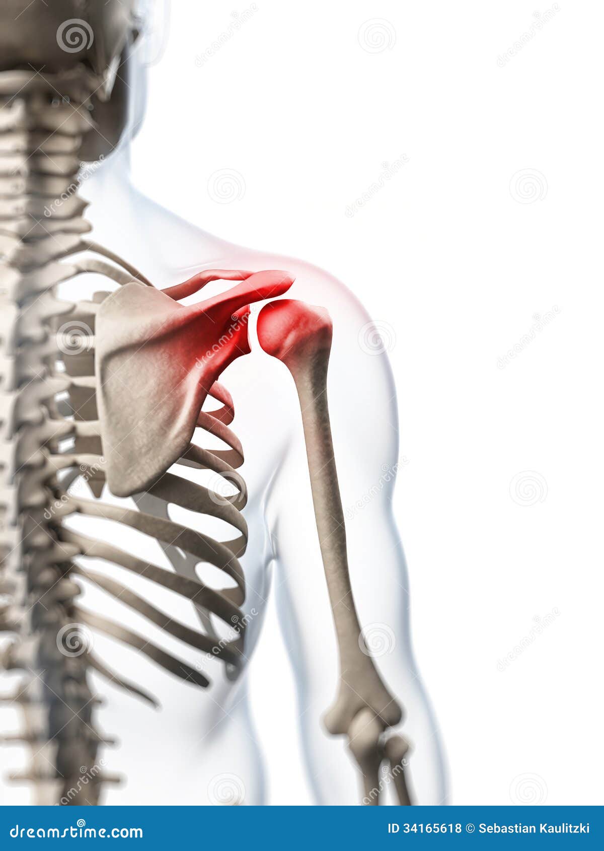 Highlighted shoulder joint stock illustration. Illustration of biology ...