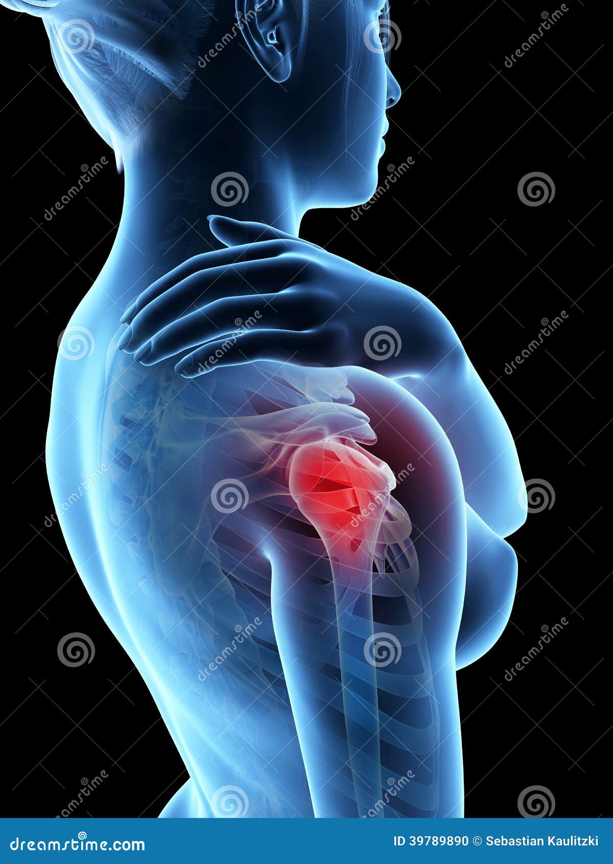 Highlighted Humerus Bone Royalty-Free Illustration | CartoonDealer.com ...