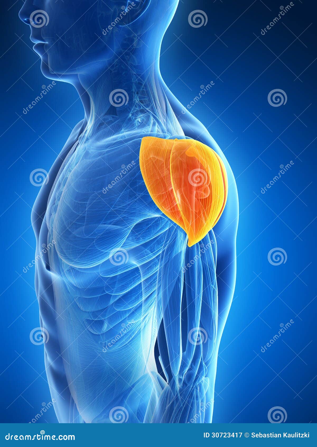 Shoulder Muscle Anatomy Royalty-Free Stock Image | CartoonDealer.com ...