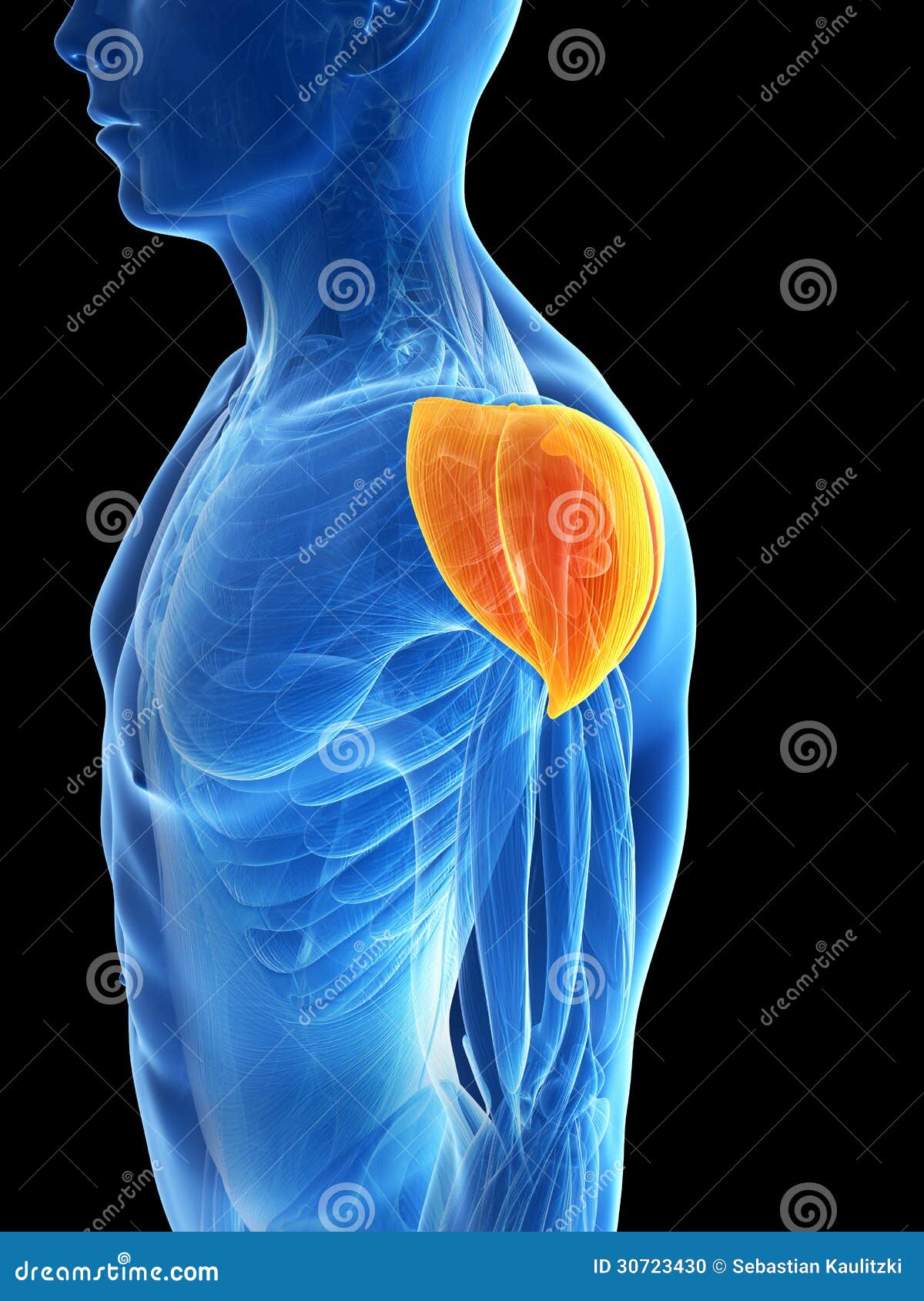 Shoulder Muscle Anatomy Royalty-Free Stock Image | CartoonDealer.com ...