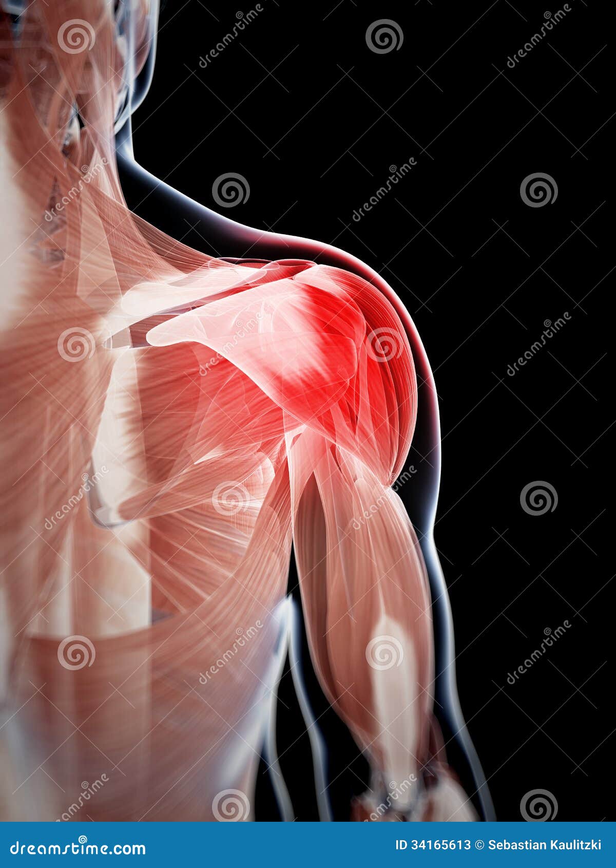 Highlighted Shoulder Muscle Stock Illustration - Illustration of male ...