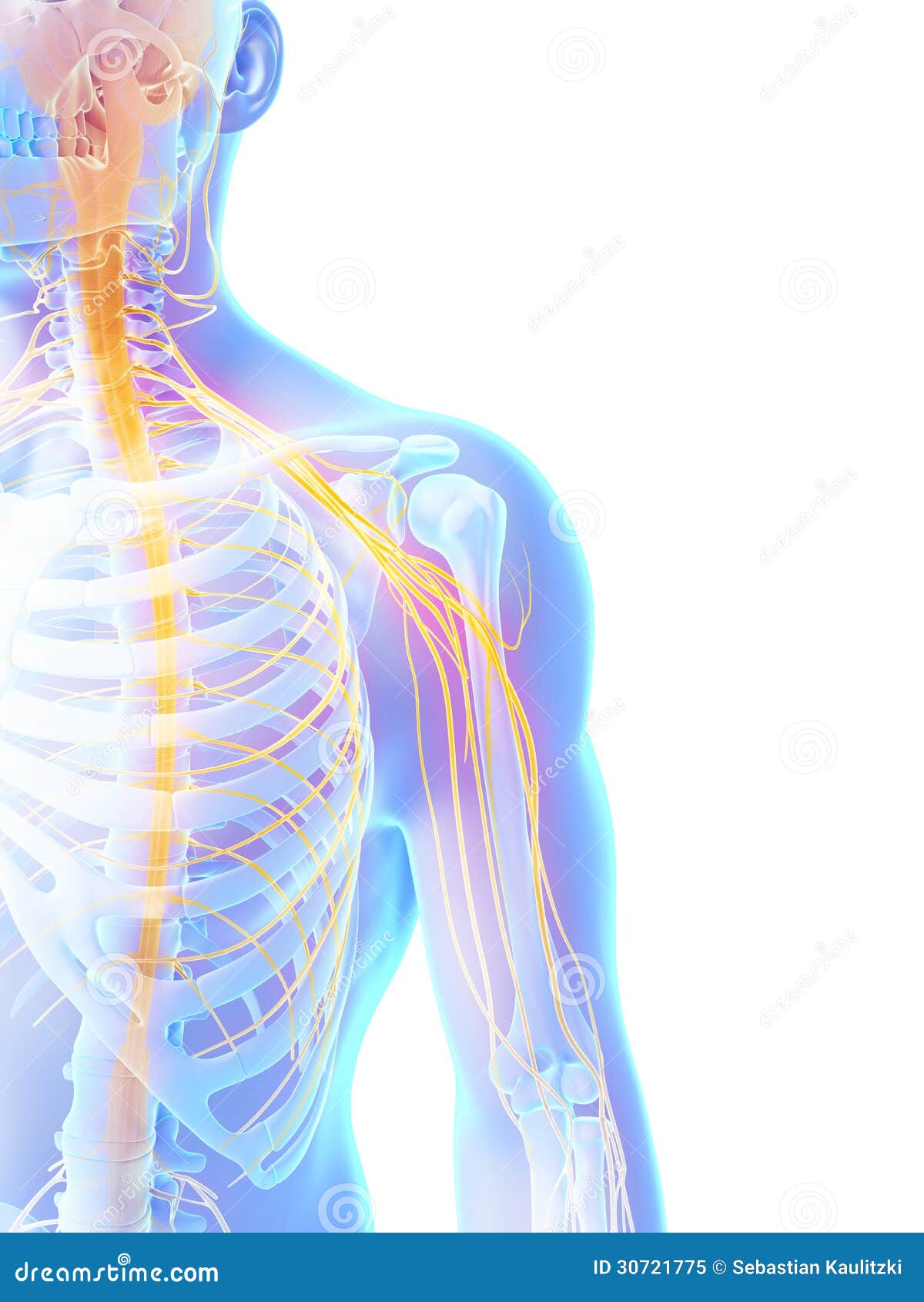 Highlighted Shoulder Nerves Stock Illustration - Illustration of ...