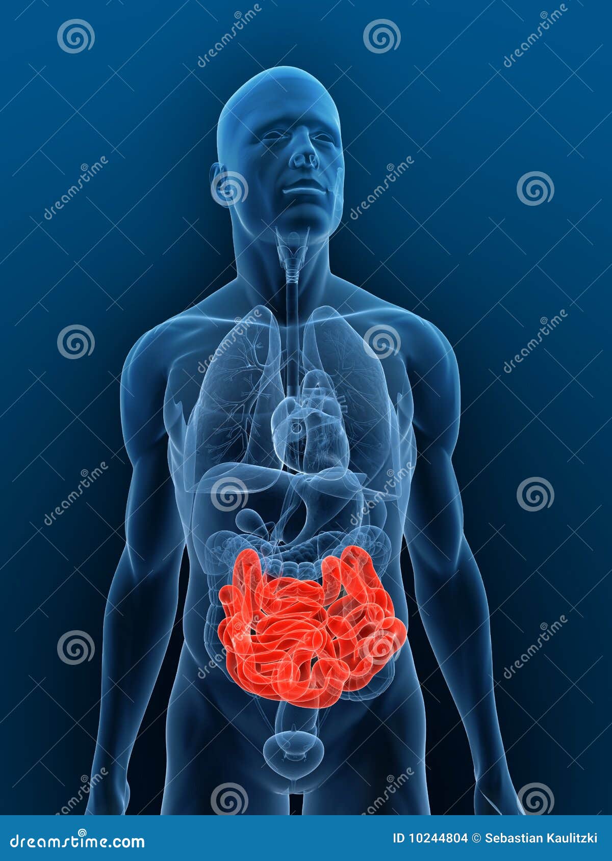 Highlighted Small Intestines Stock Illustration - Illustration of blue ...