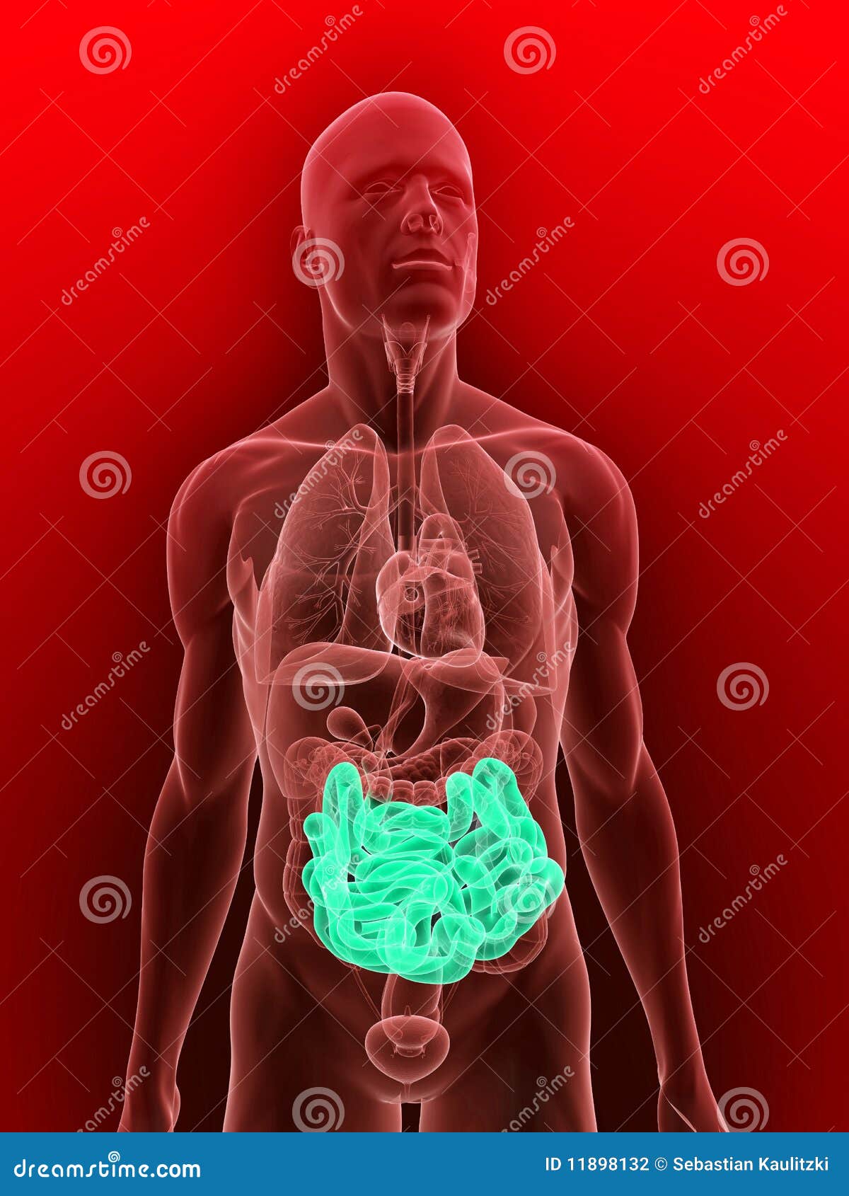 Highlighted Small Intestines Stock Illustration - Illustration of blue ...