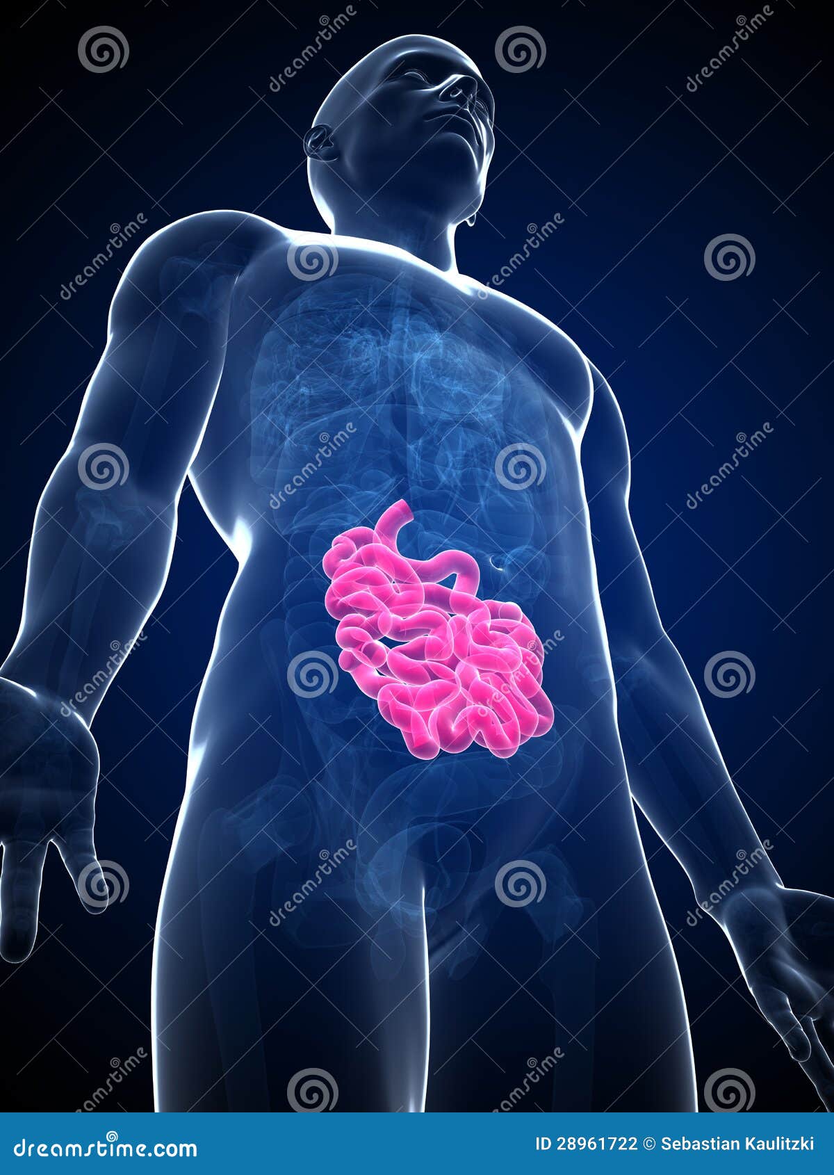 Highlighted Small Intestines Stock Illustration - Illustration of ... Highlighted Small Intestines Stock Illustration - Illustration of ...