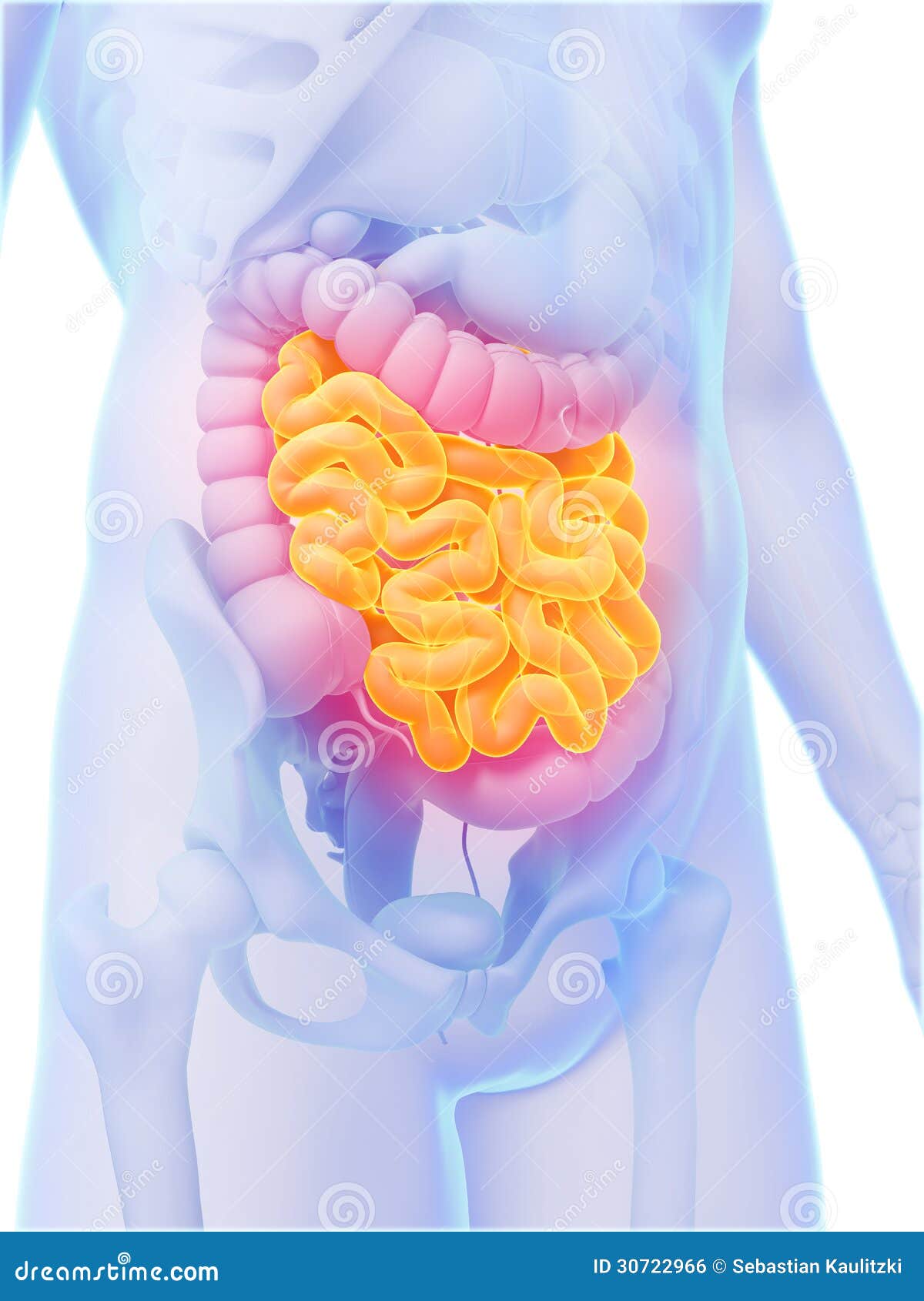 Highlighted Small Intestines Stock Illustration - Illustration of male ...