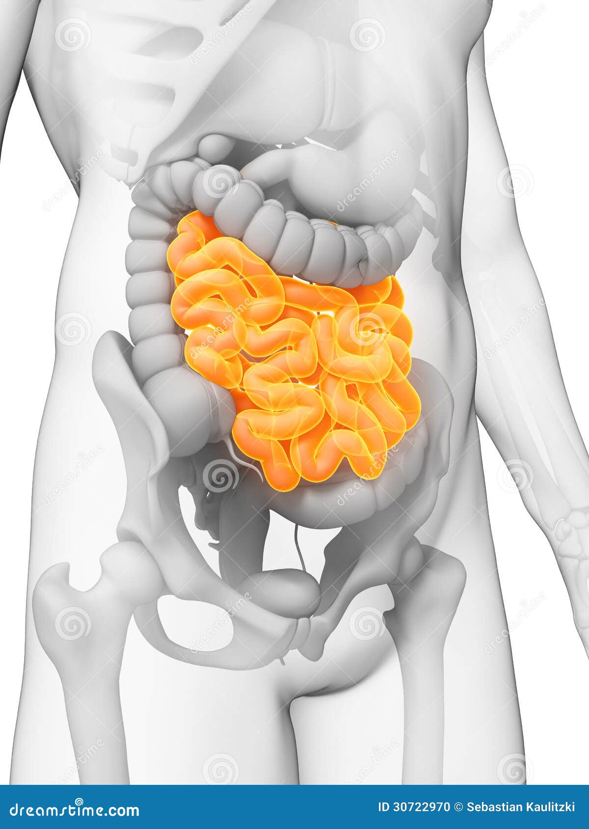 Highlighted Small Intestines Stock Illustration - Illustration of ...