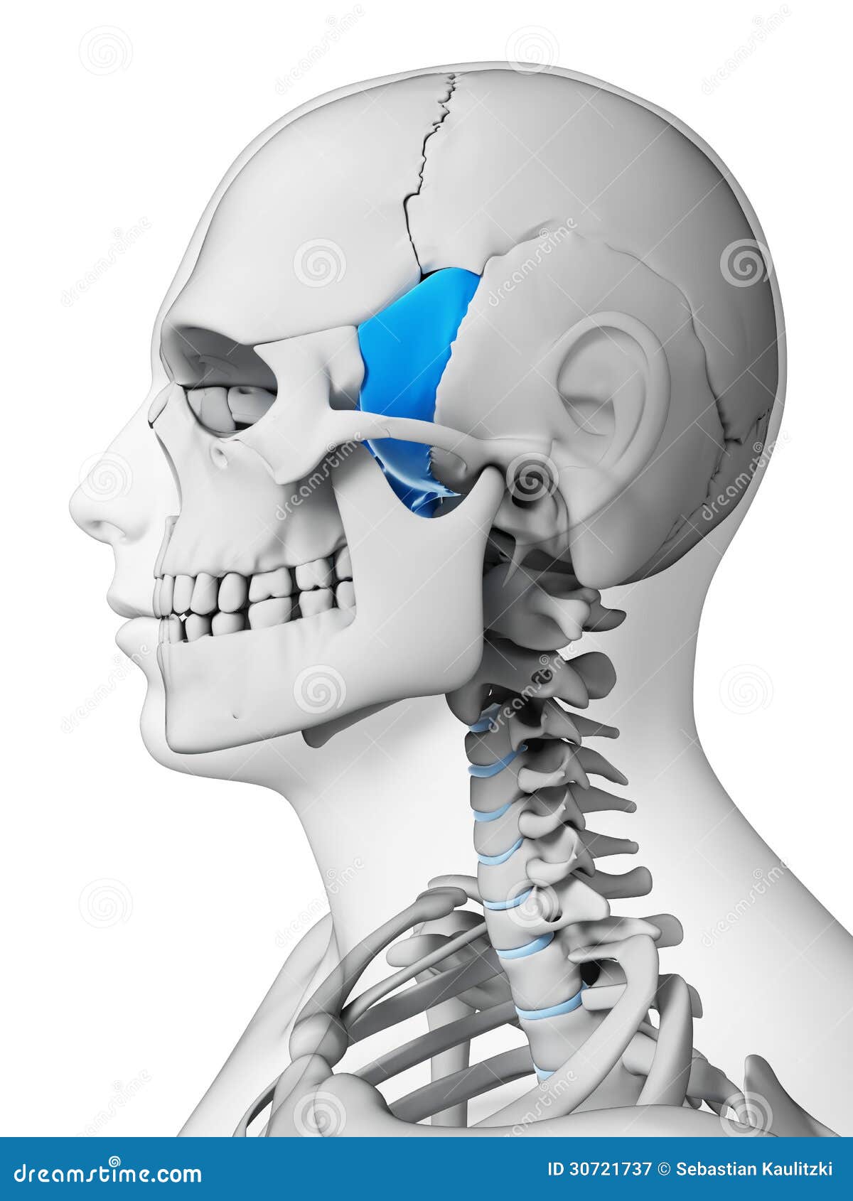 Highlighted sphenoid bone stock illustration. Illustration of cranium ...