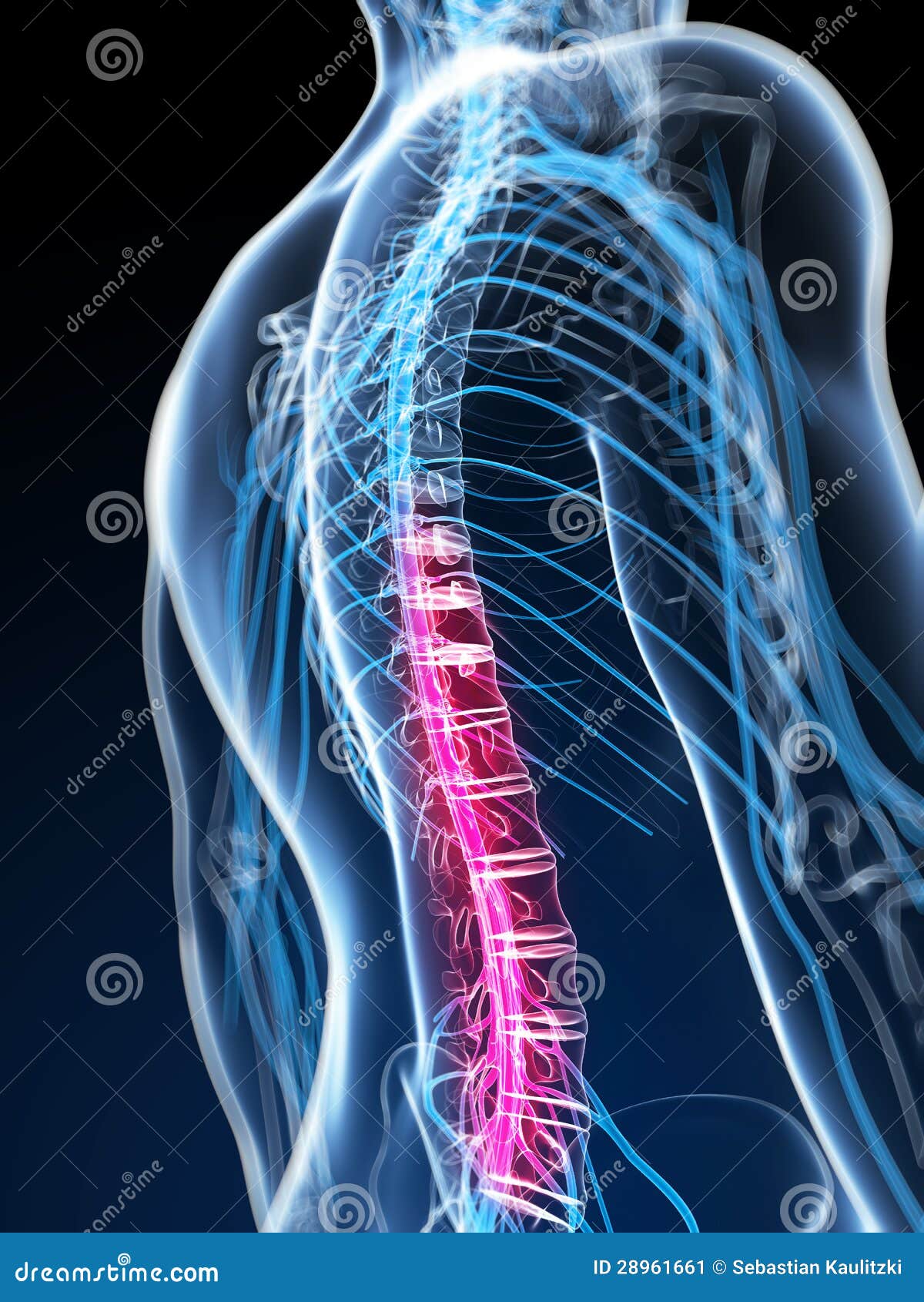 Highlighted Spinal Chord Royalty-Free Illustration | CartoonDealer.com ...