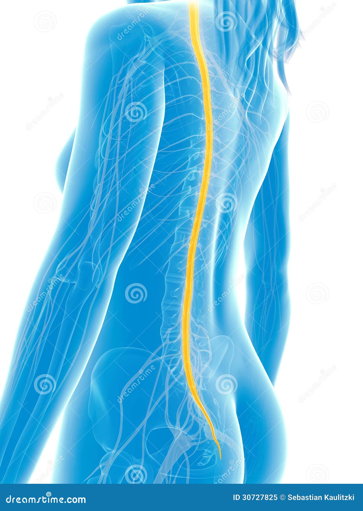 Highlighted spinal cord stock illustration. Illustration of cord - 30727825