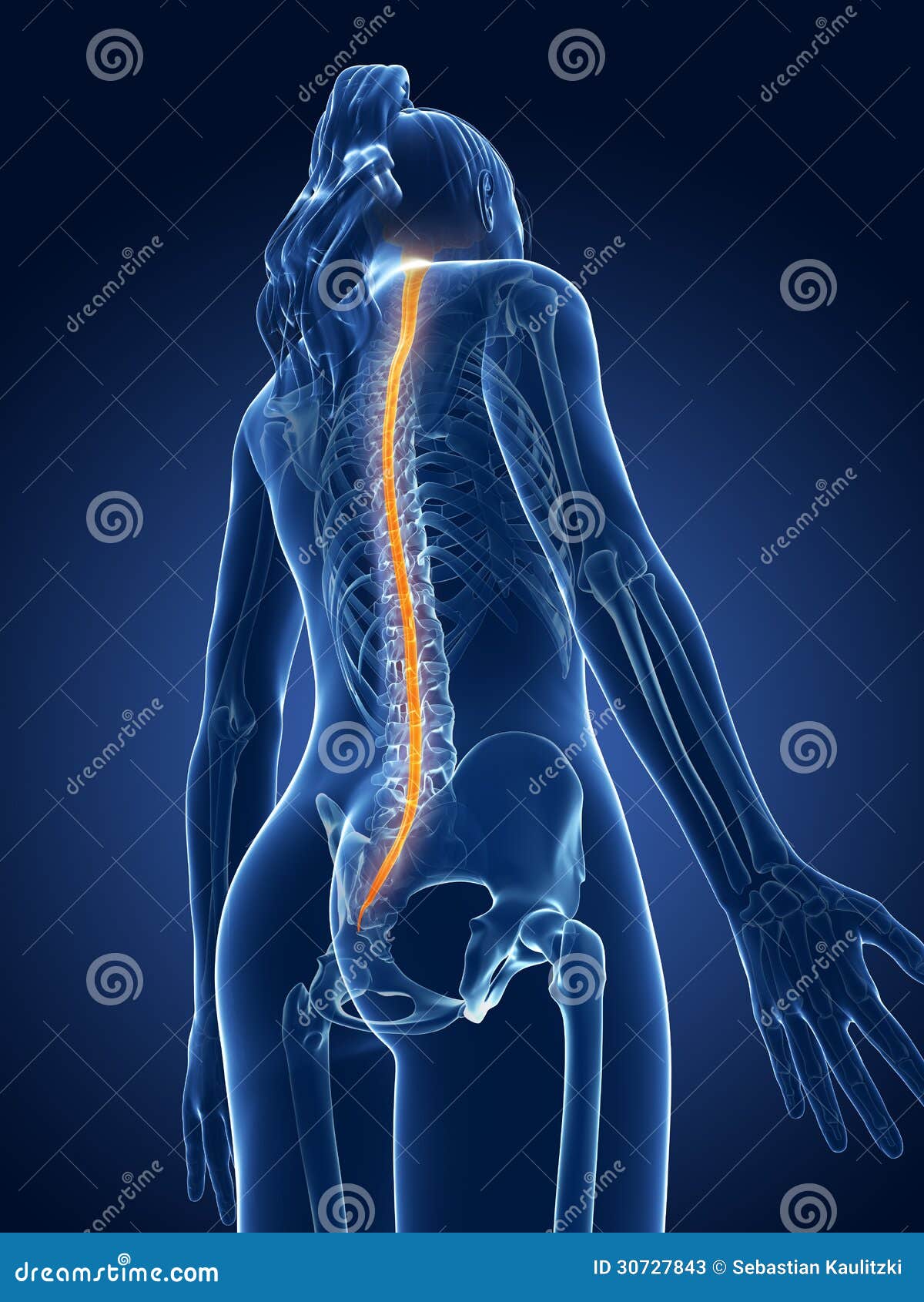 Highlighted spinal cord stock illustration. Illustration of lumbar ...
