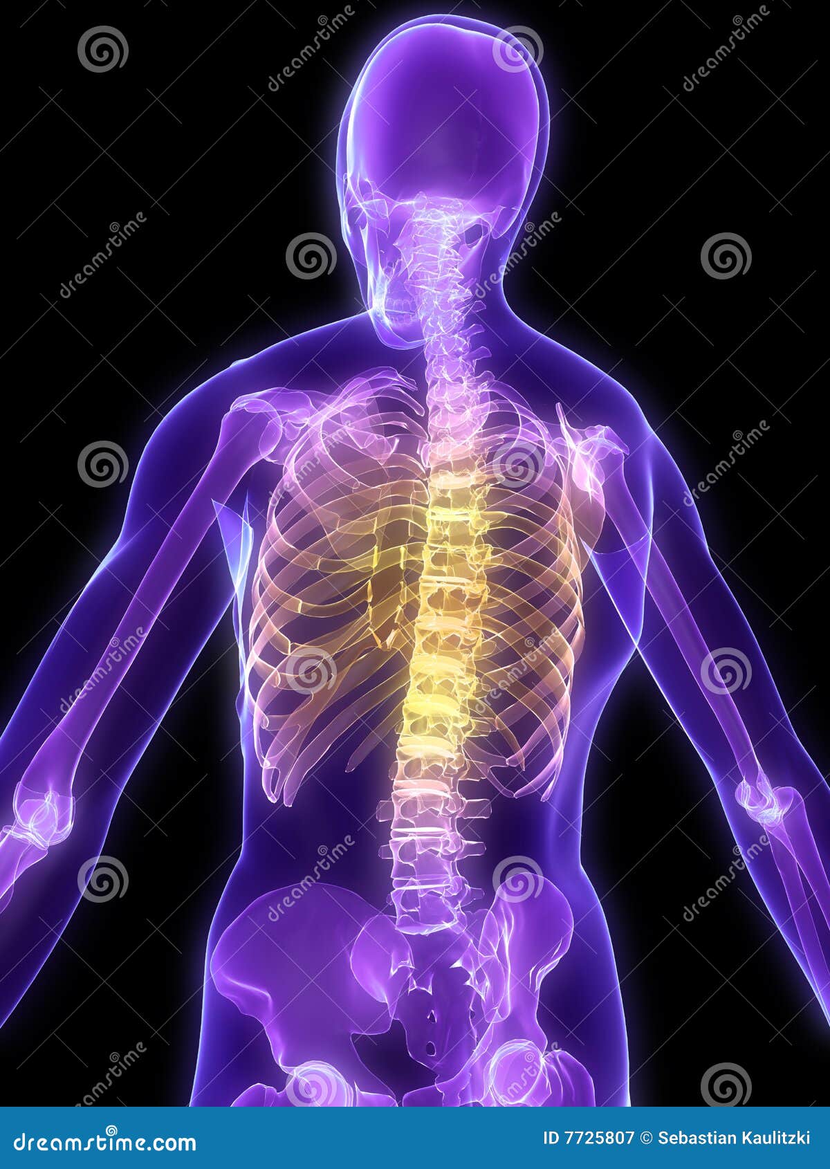 Highlighted spine stock illustration. Illustration of medical - 7725807