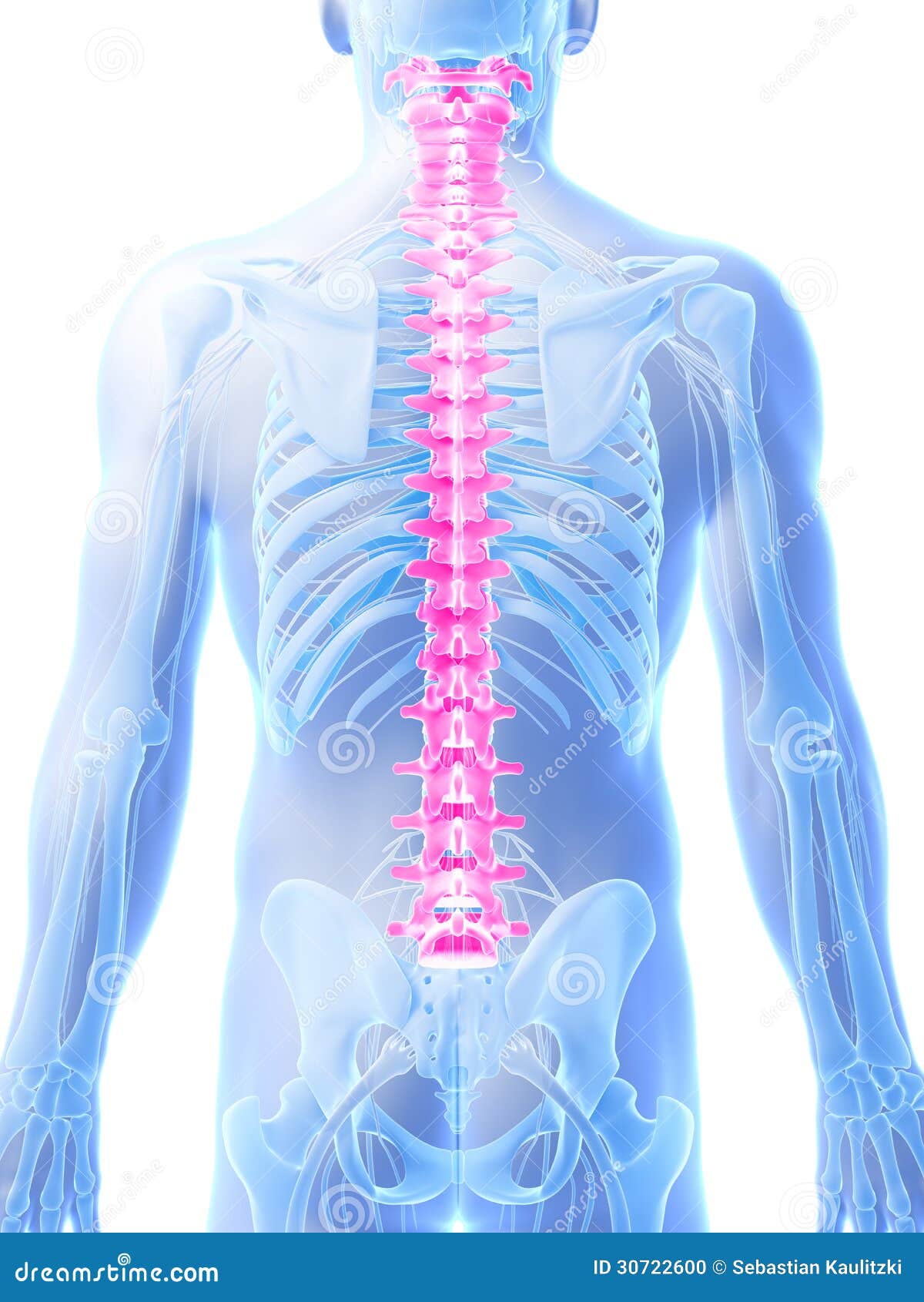 Highlighted spine stock illustration. Illustration of rear - 30722600