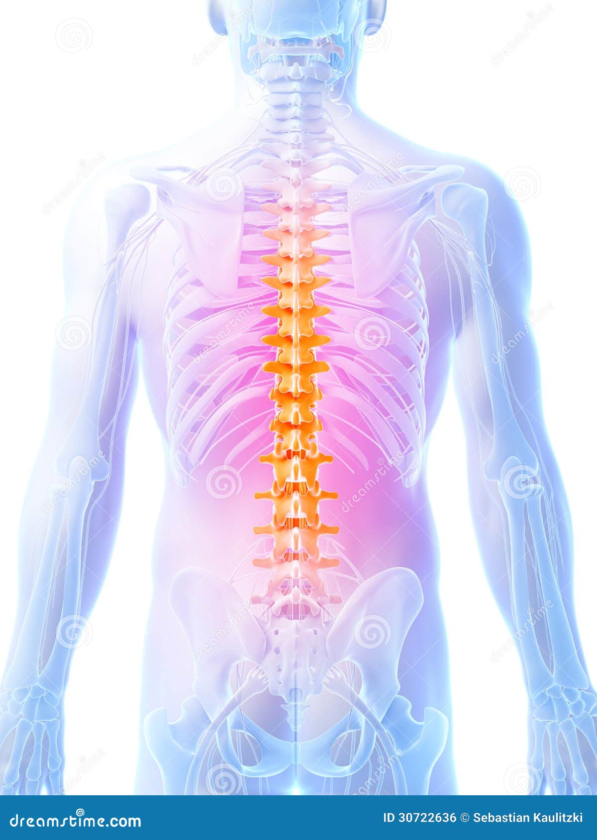 Highlighted spine stock illustration. Illustration of joint - 30722636