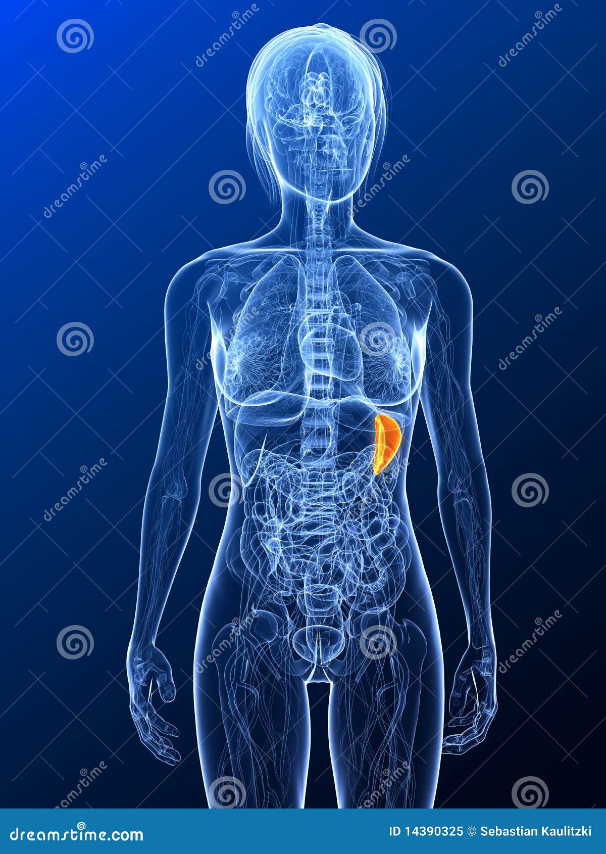 Highlighted spleen stock illustration. Illustration of gastric - 14390325