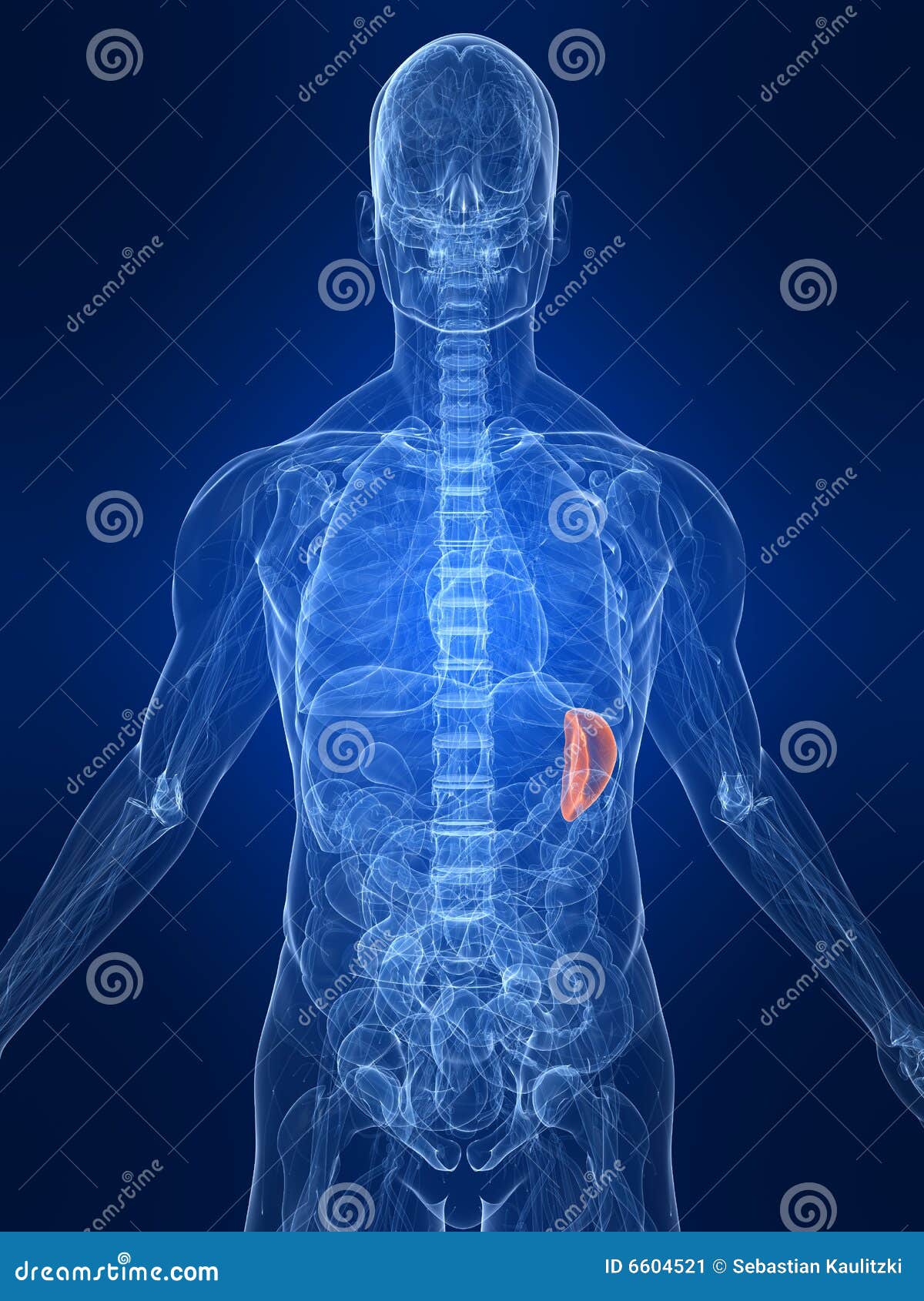 Highlighted spleen stock illustration. Illustration of spleen - 6604521