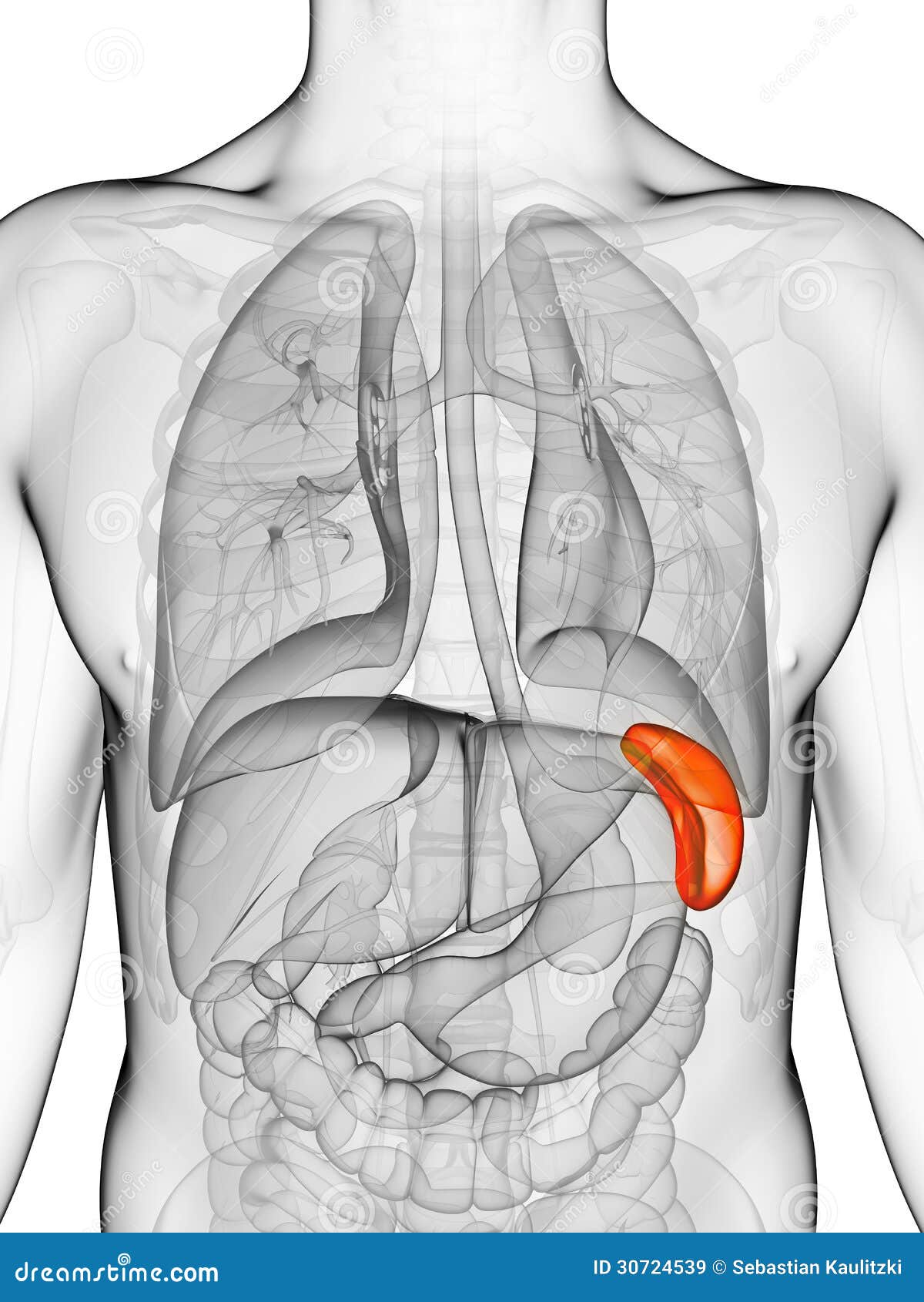 Highlighted spleen stock illustration. Illustration of medical - 30724539